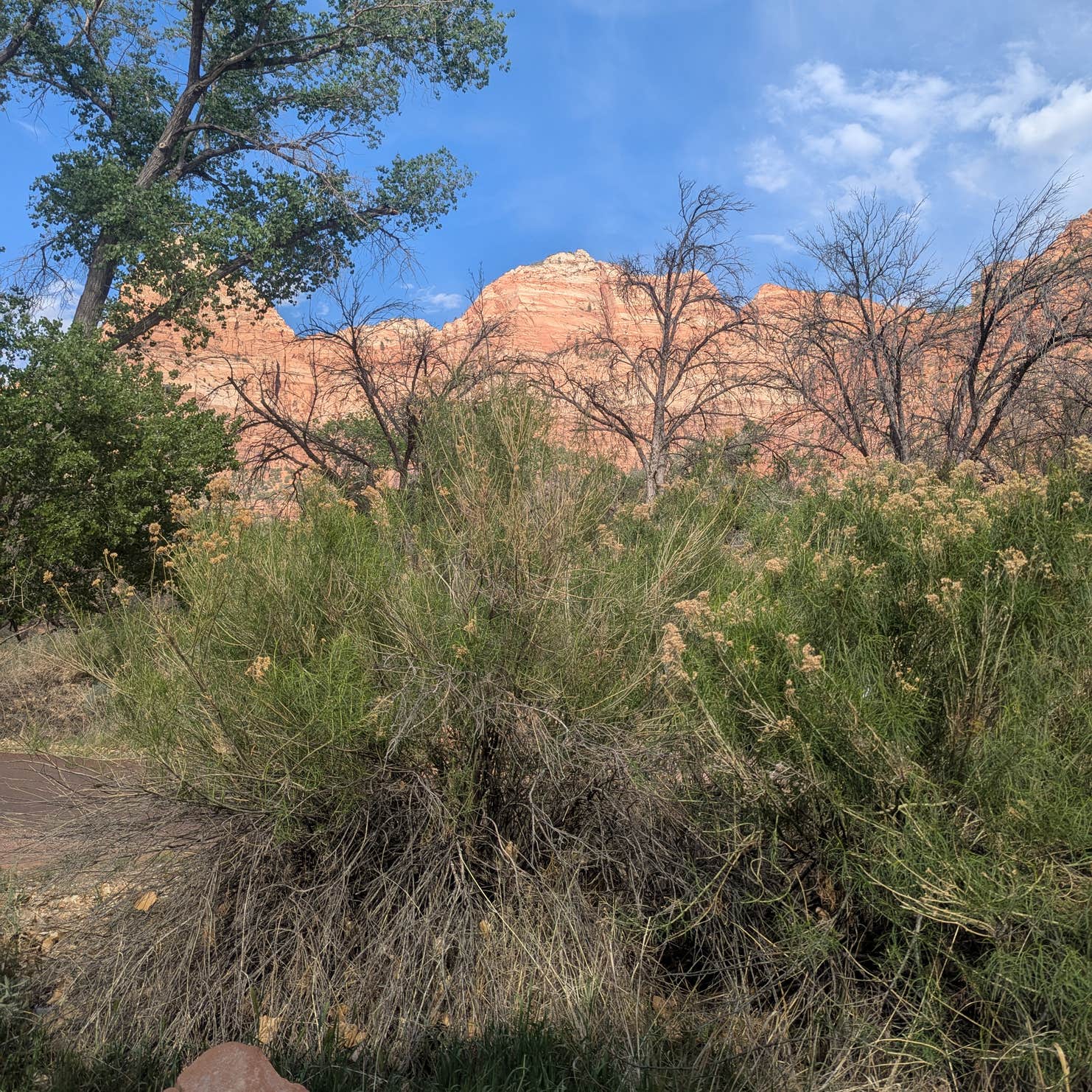 Watchman Campground — Zion National Park | Springdale, Utah