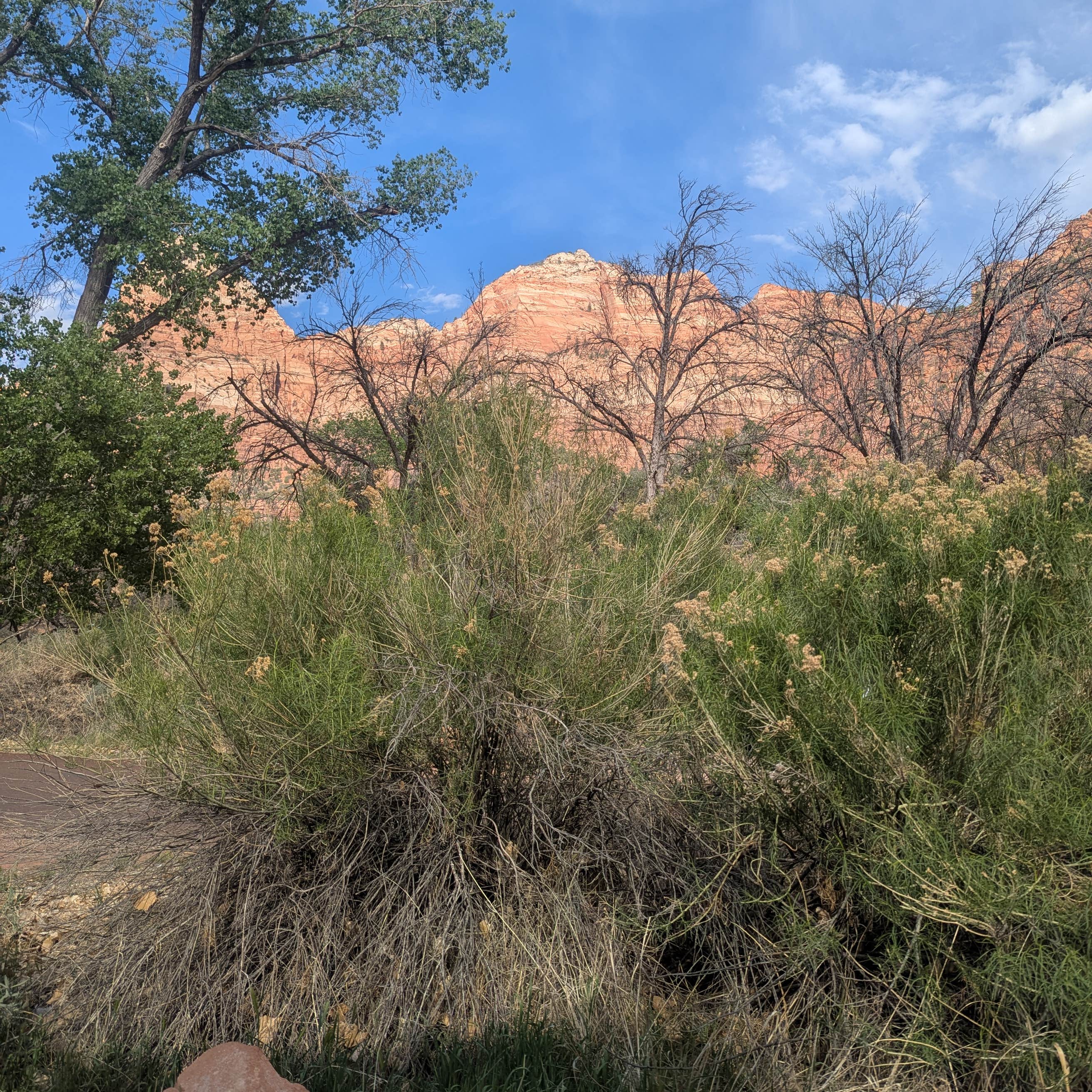 Watchman Campground — Zion National Park | Springdale, Utah