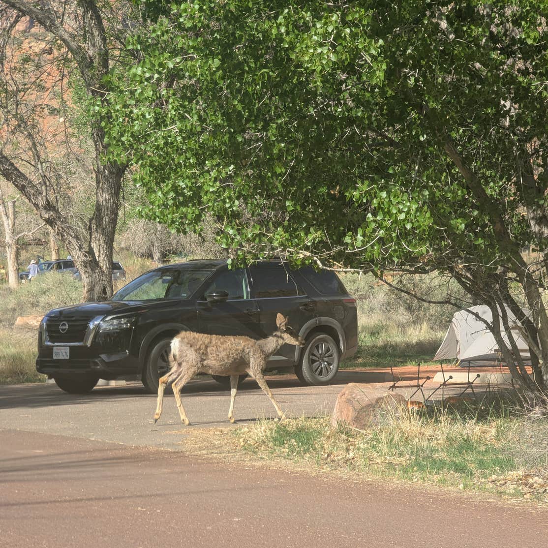 Watchman Campground — Zion National Park | Springdale, Utah