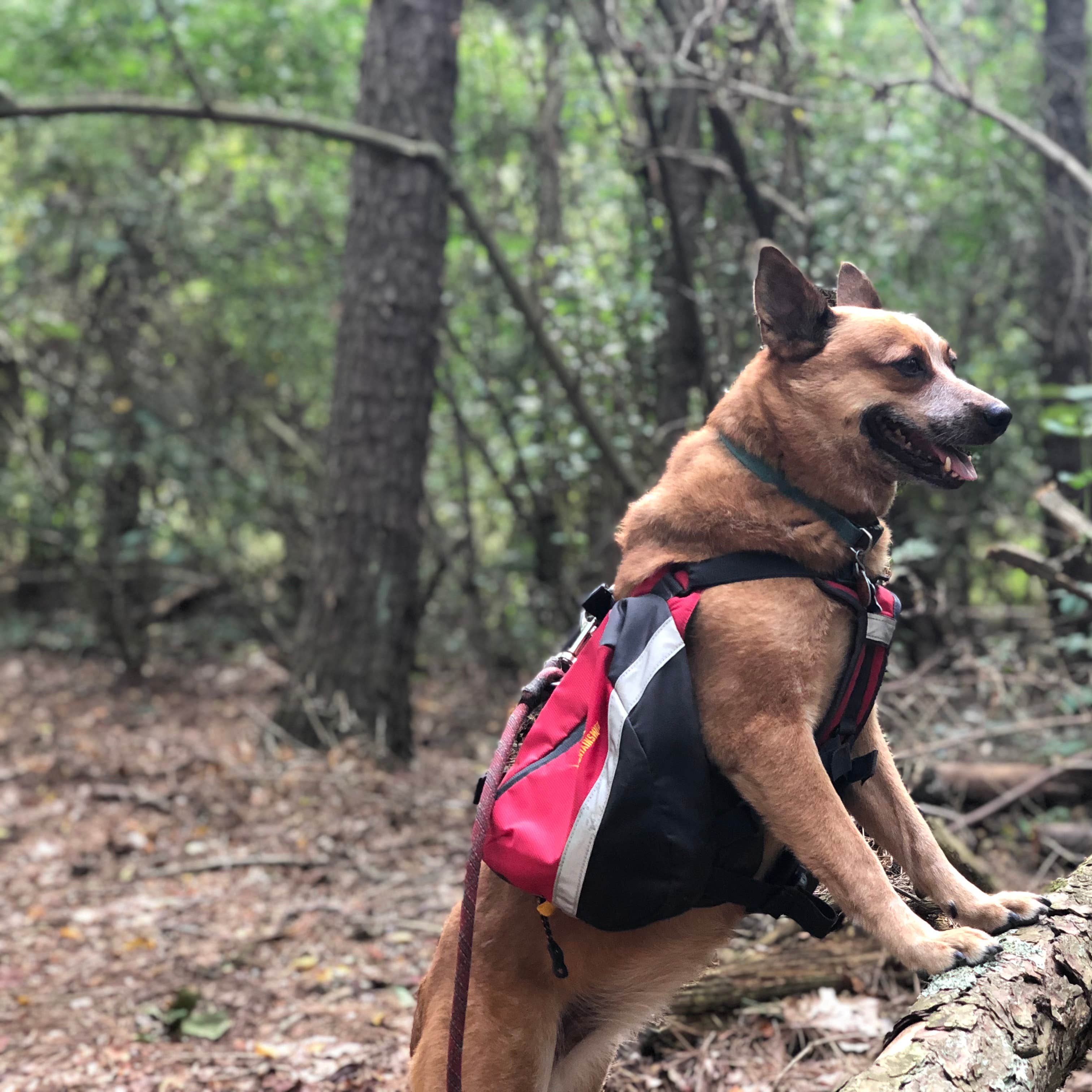 Pine Camp - Sand Ridge State Forest Camping | The Dyrt