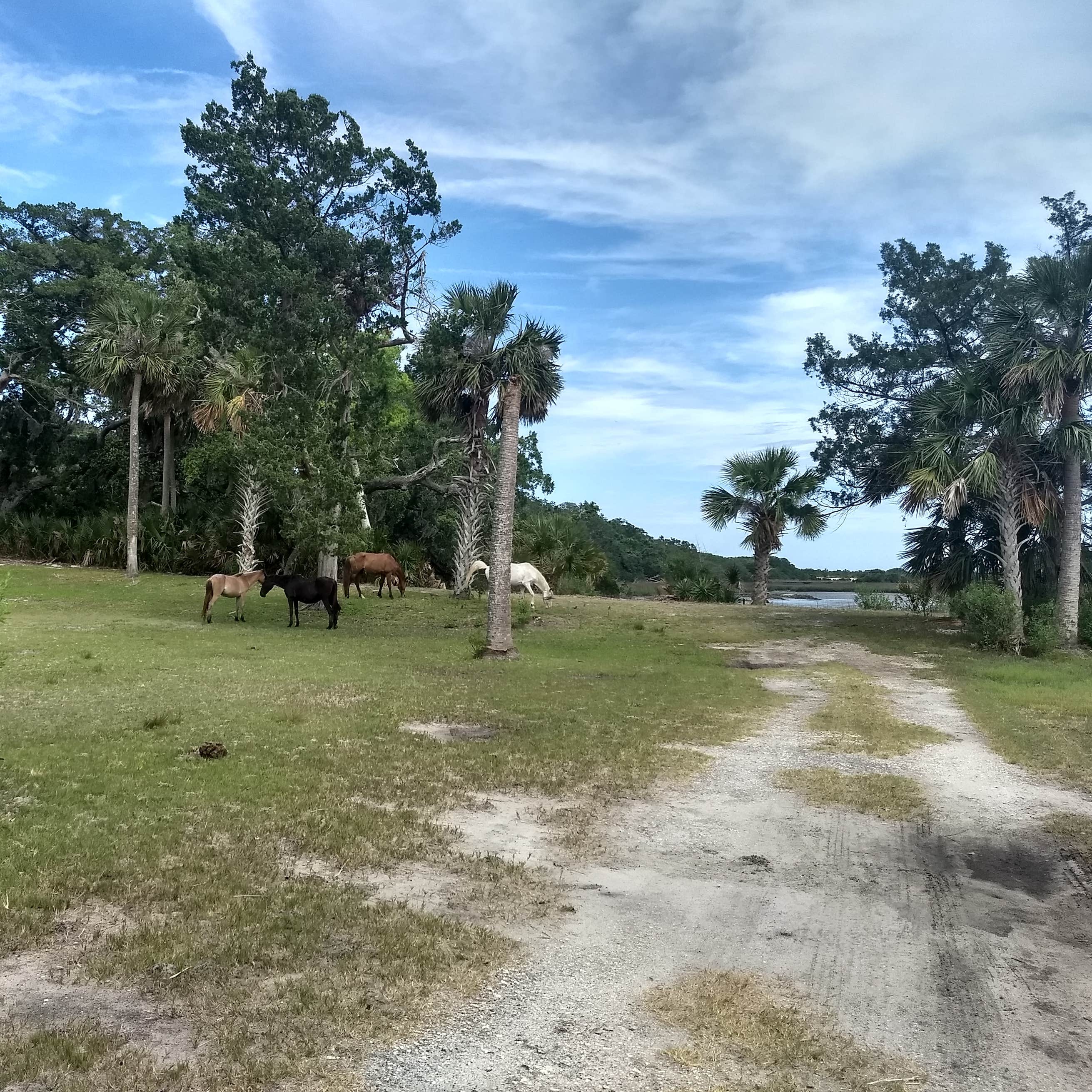 Stafford Beach Campground — Cumberland Island National Seashore ...