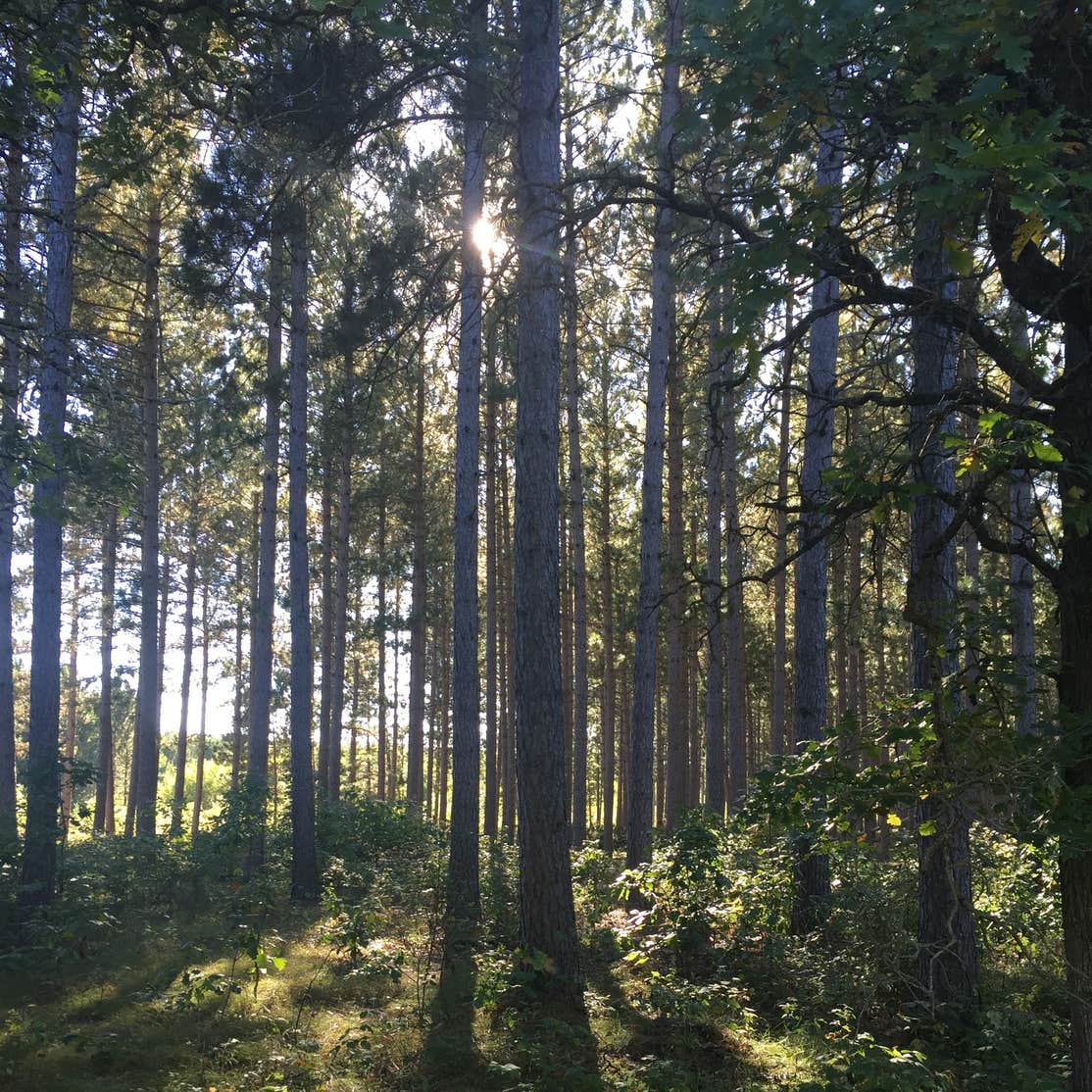 Huntersville Forest Landing Camping | Horton, Minnesota