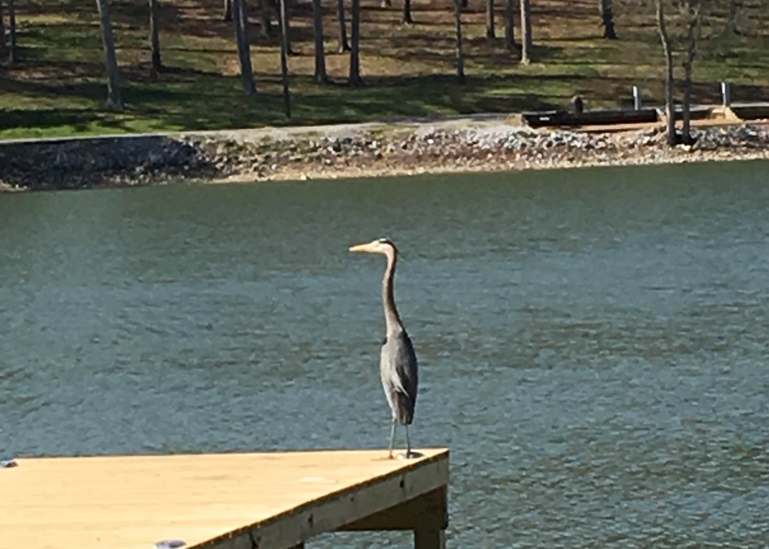 Chester Frost Park Camping | The Dyrt