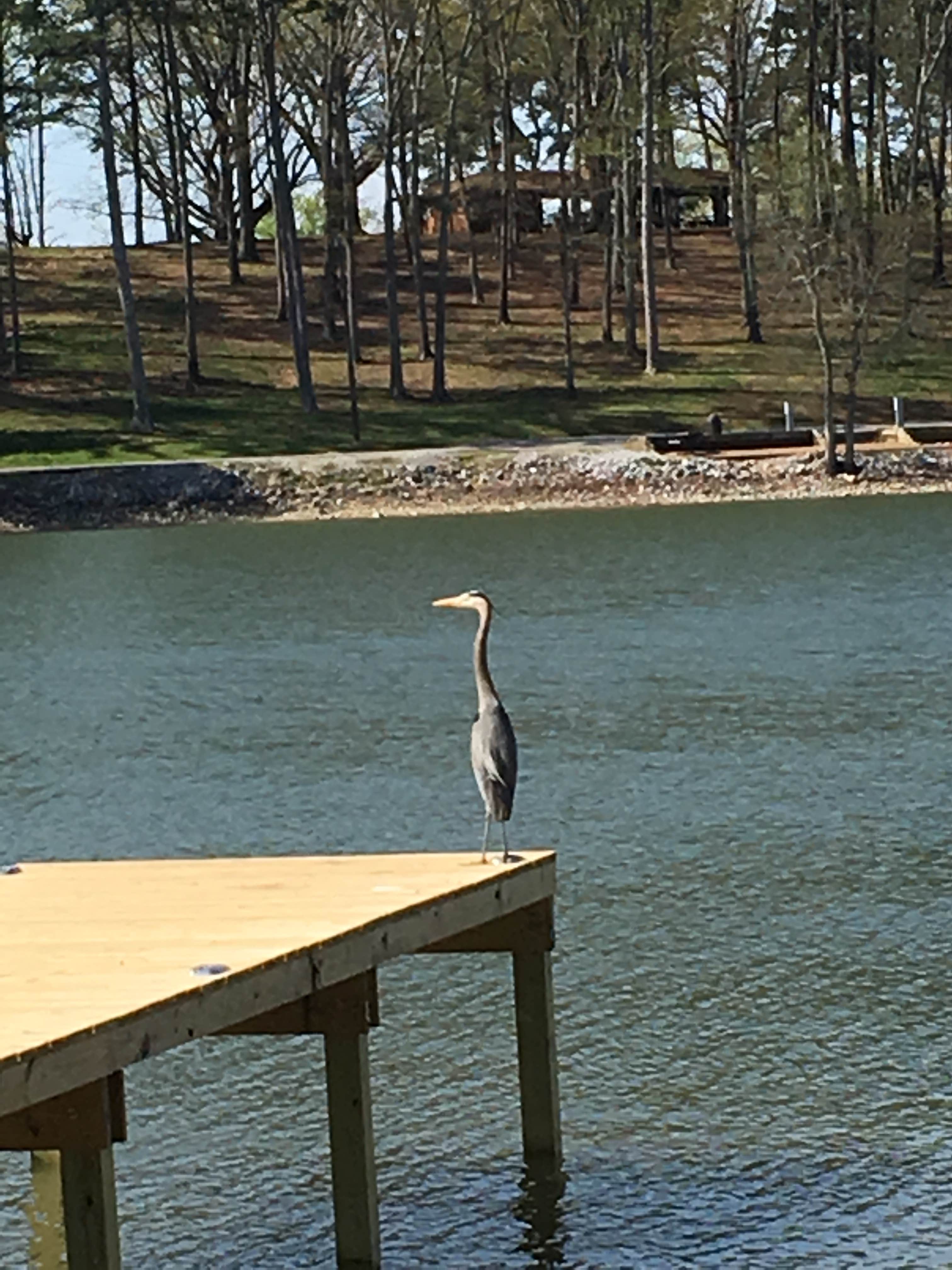 Chester Frost Park Camping | Middle Valley, TN