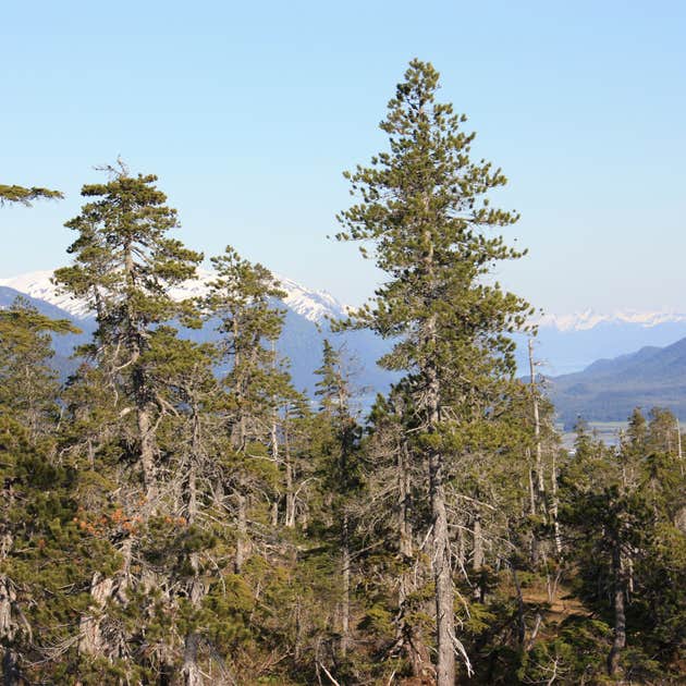 John Muir Cabin | Auke Bay, Alaska