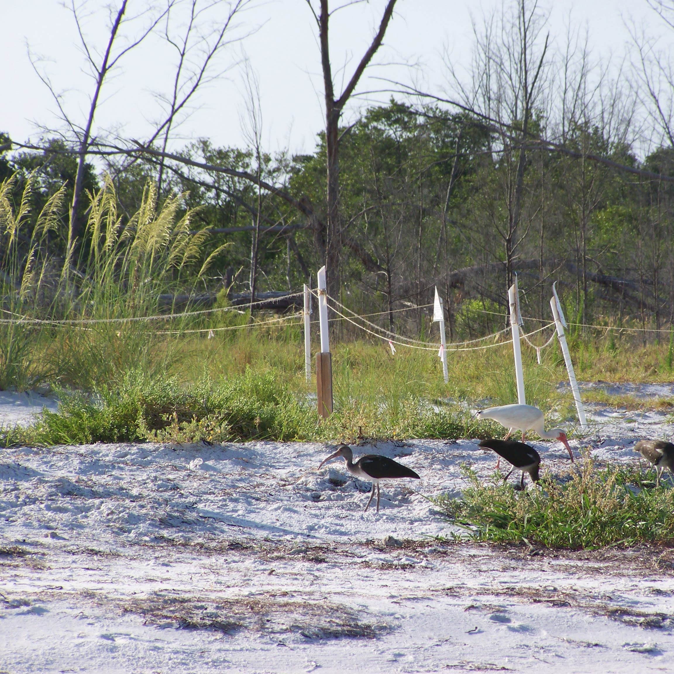Anclote Key Preserve State Park Camping | The Dyrt