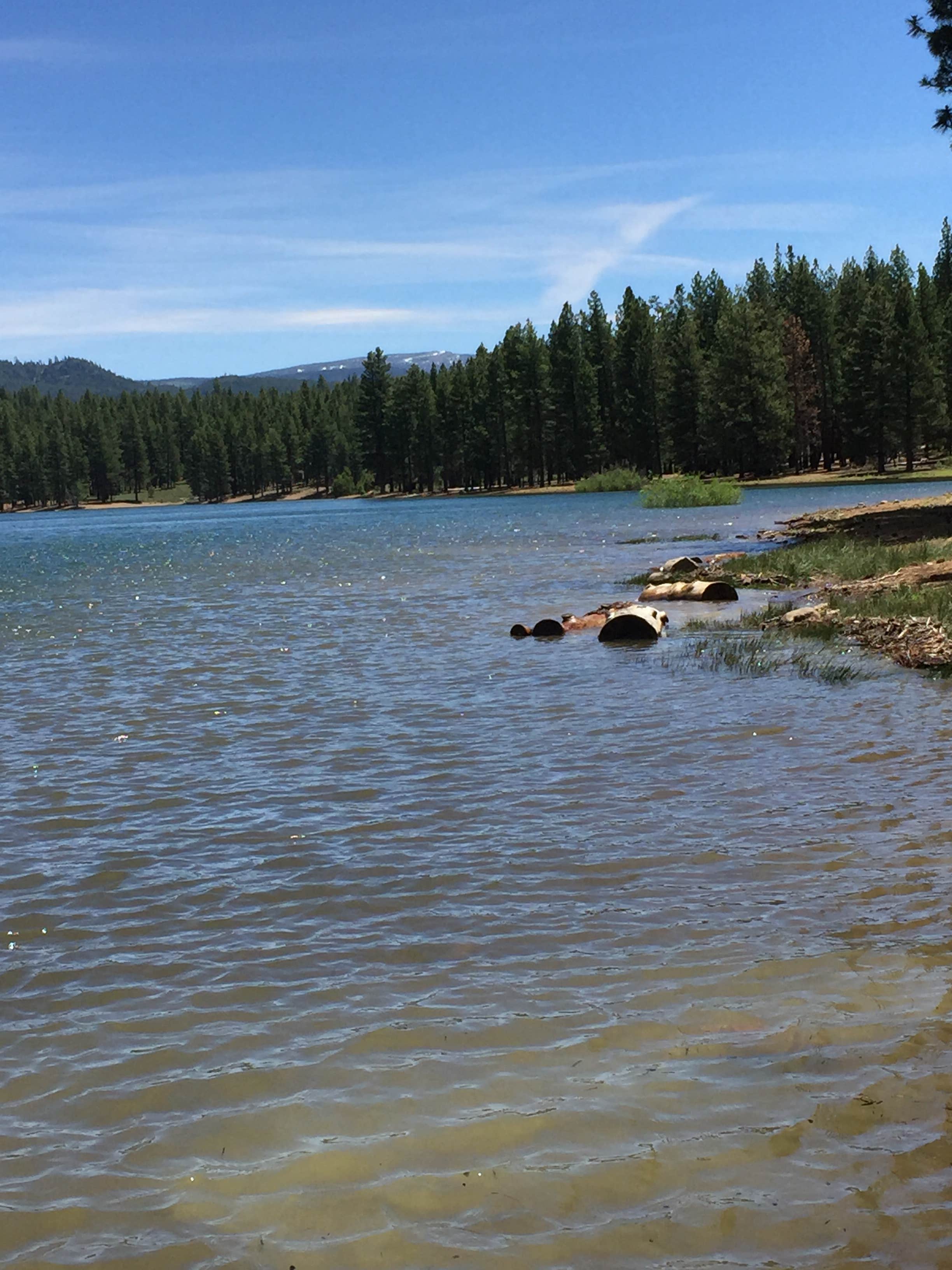 Logger Campground | The Dyrt