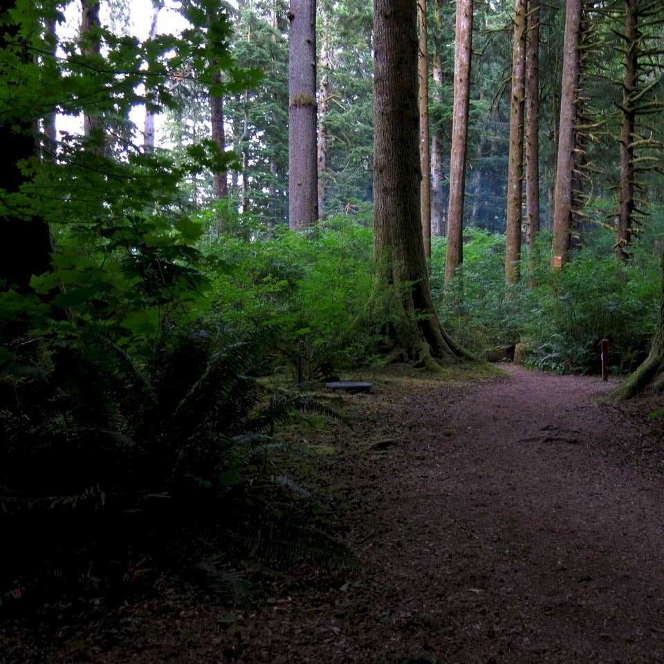 Tillamook State Forest Nehalem Falls Campground Camping | The Dyrt