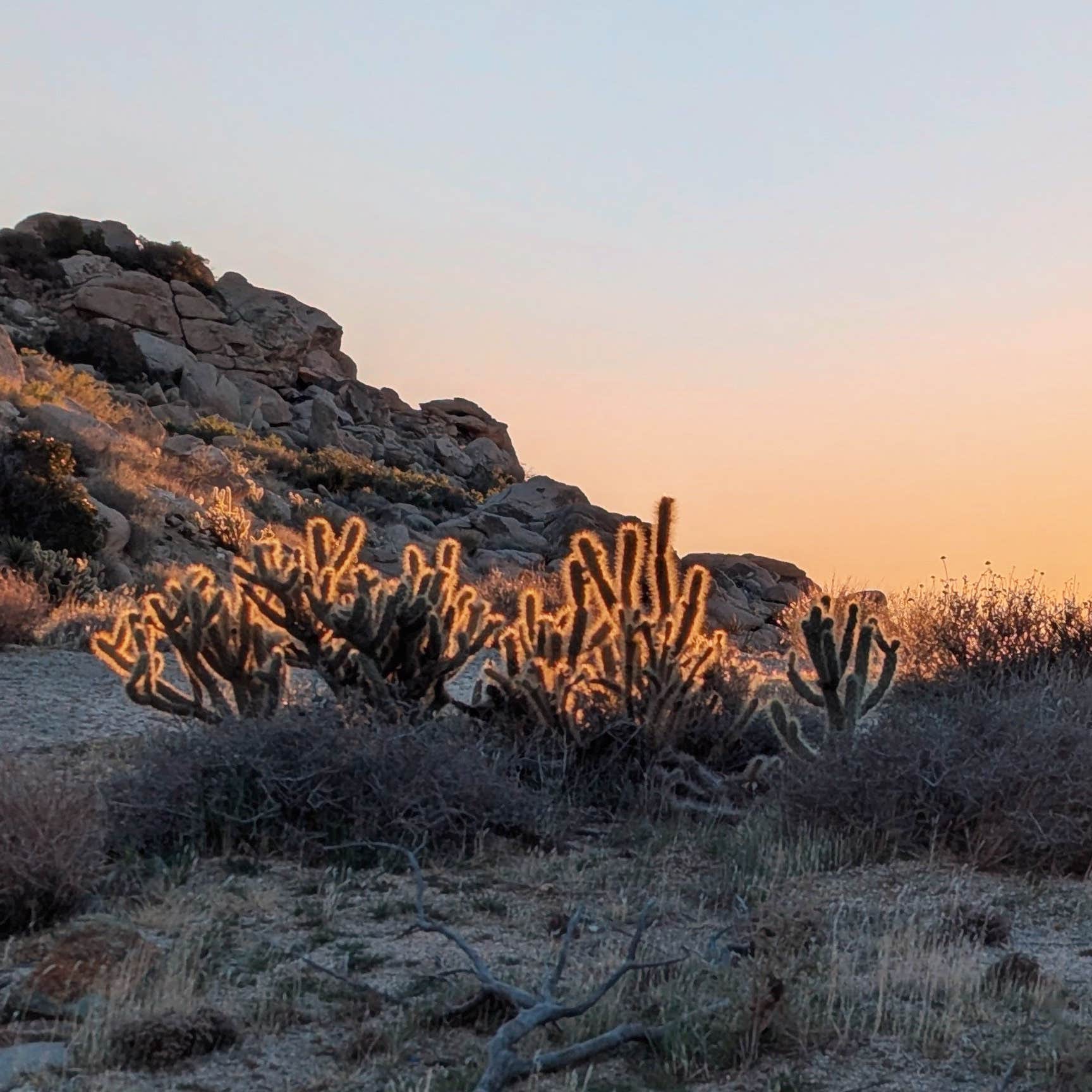 Culp Valley Primitive Campground — Anza-Borrego Desert State Park ...