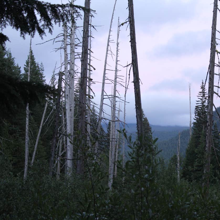 Walupt Lake Campground Camping | The Dyrt