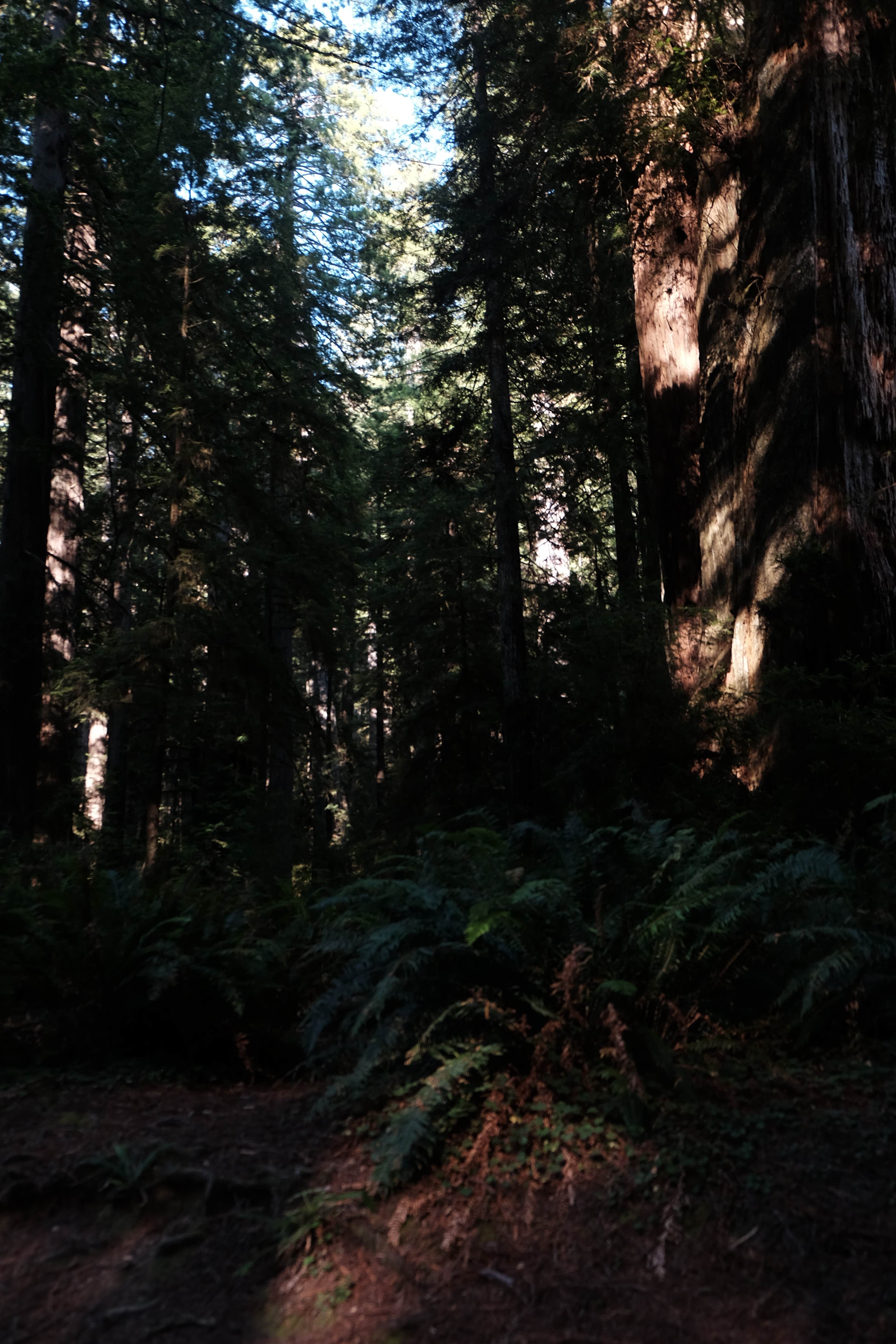 Jones Valley Inlet Shoreline Campground | Bella Vista, California