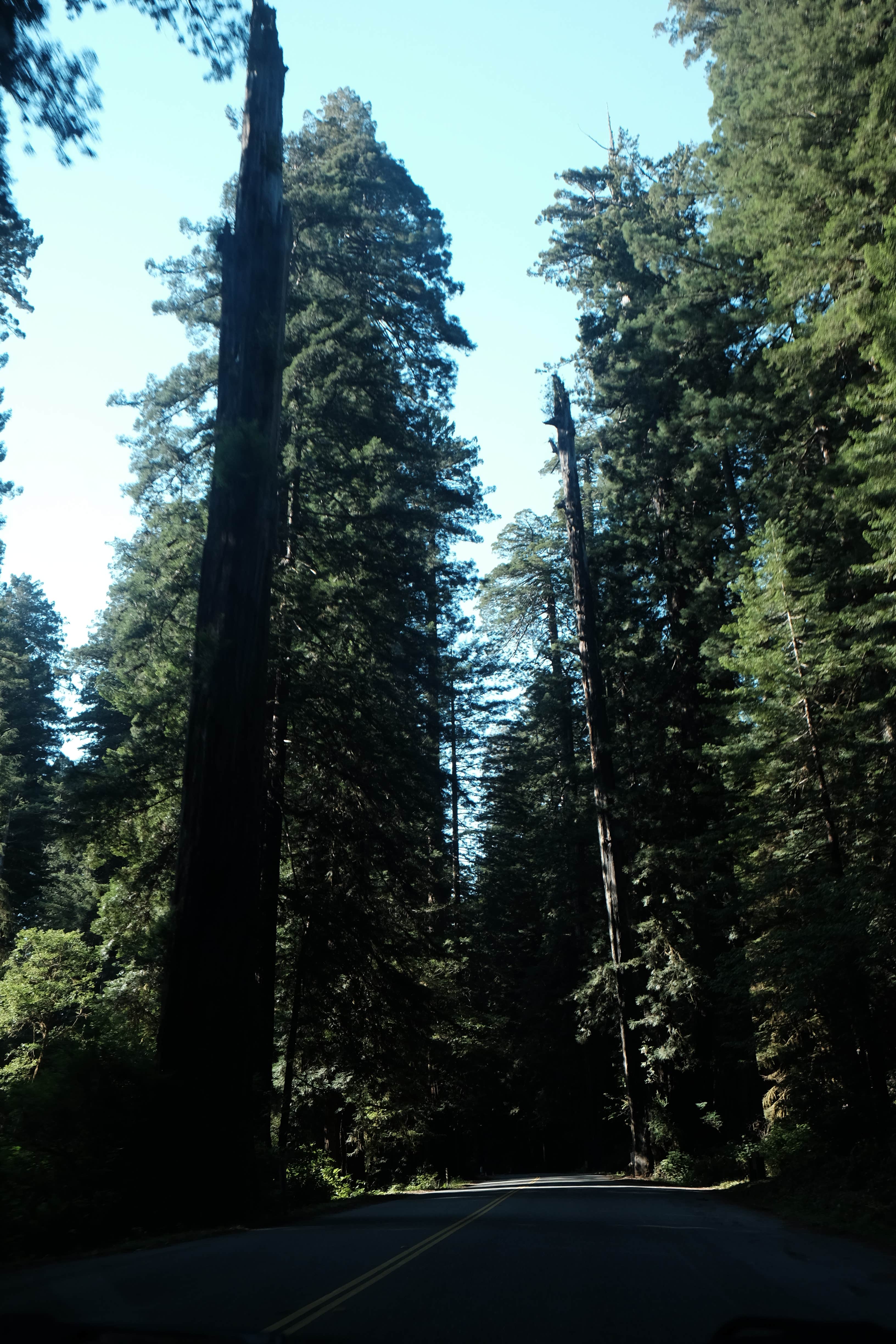 Jones Valley Inlet Shoreline Campground | Redding, CA