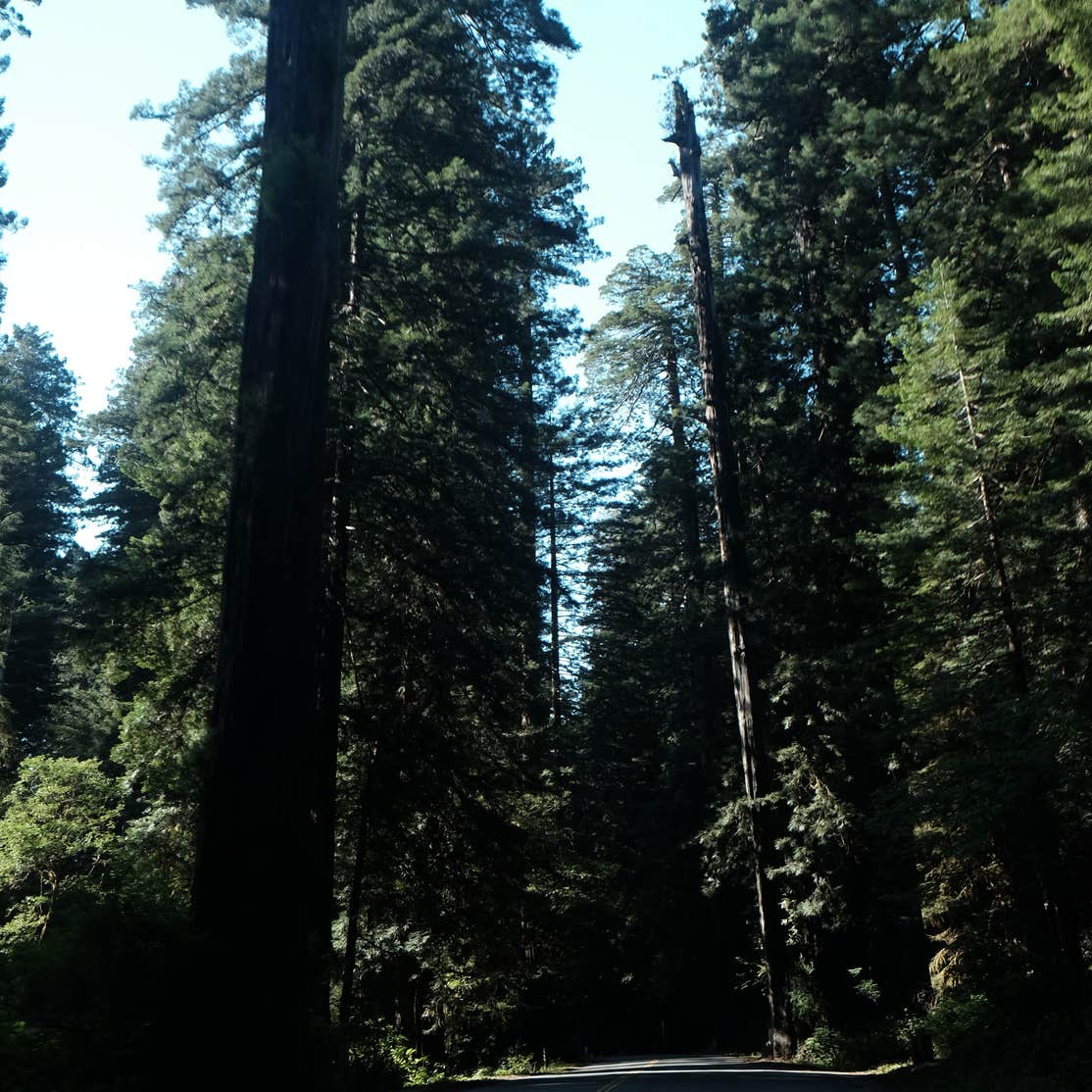 Jones Valley Inlet Shoreline Campground | Bella Vista, California