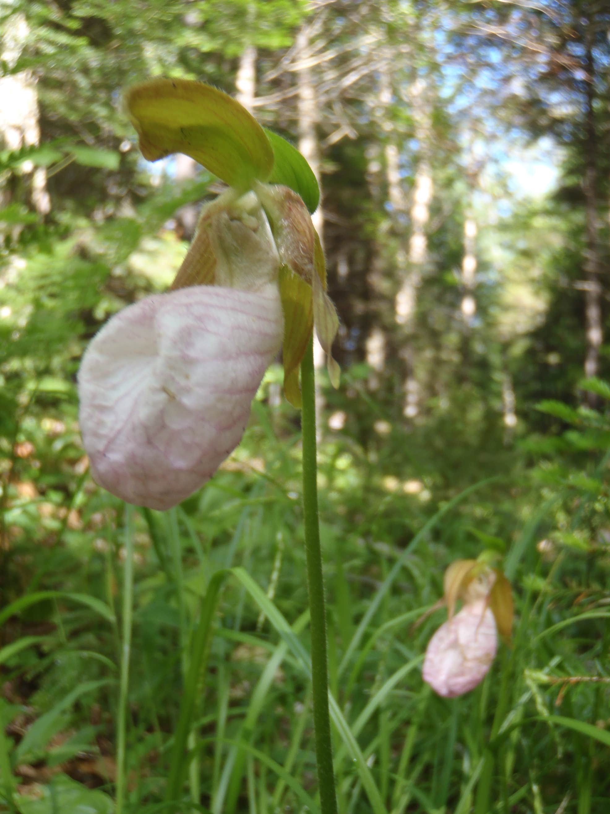 Flowed Lands Camping | The Dyrt