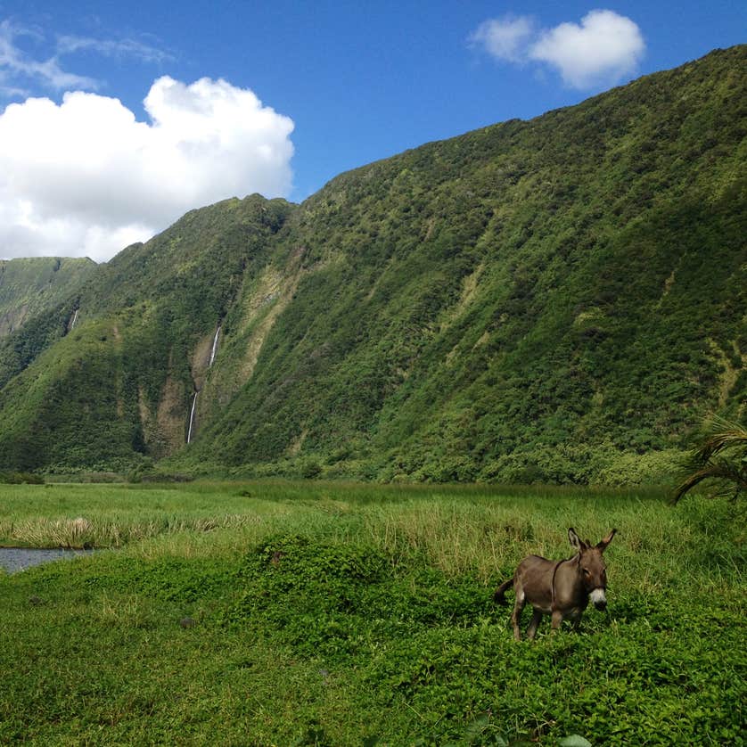 Waimanu Campsite | Pu'u O Umi Natural Area Reserve, Hawaii