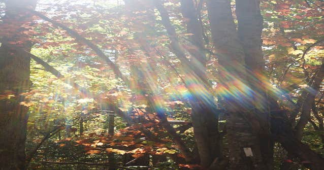 Savage Falls Campground — Savage Gulf State Park | Palmer, Tennessee