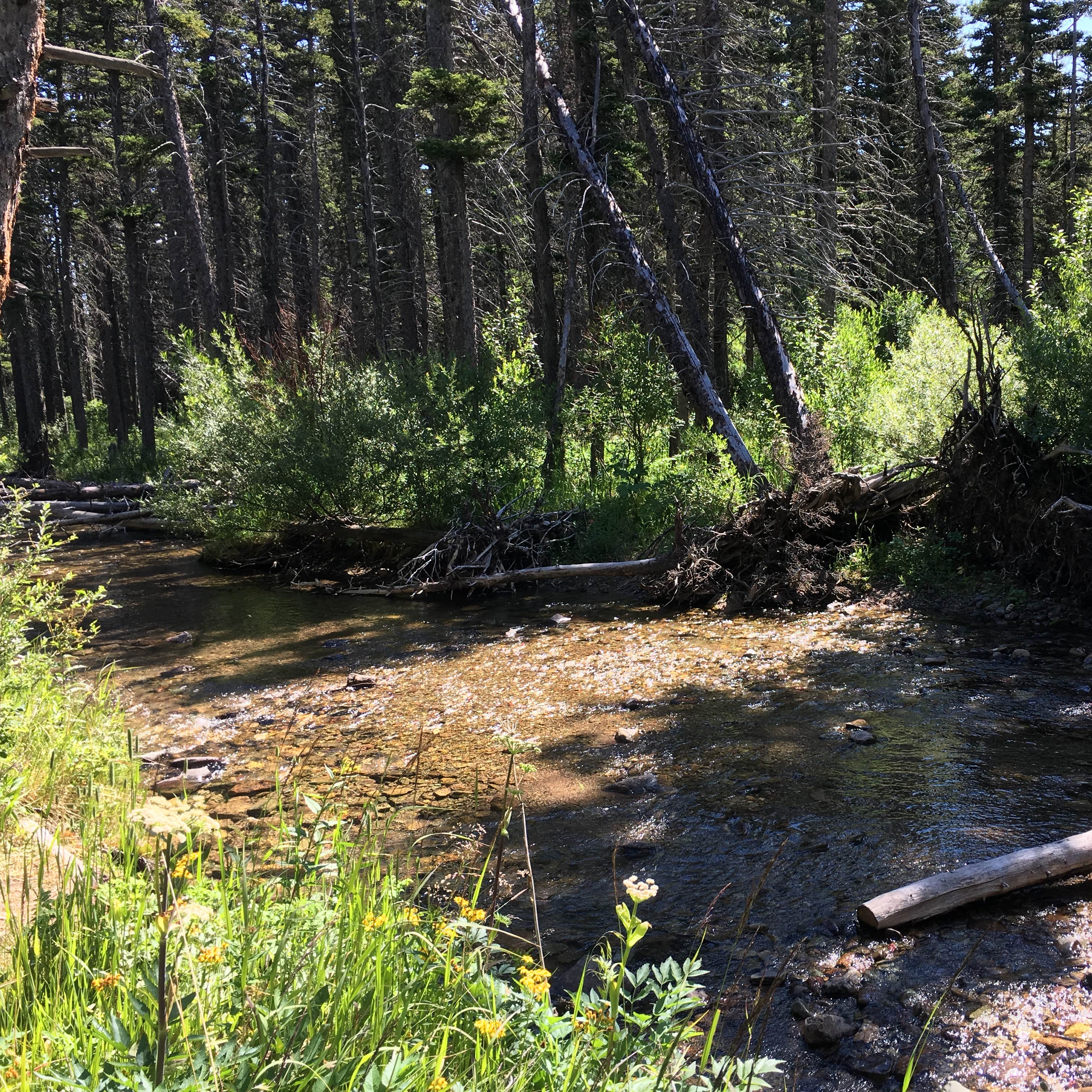 Cut Bank Campground — Glacier National Park | Siyeh Bend, Montana