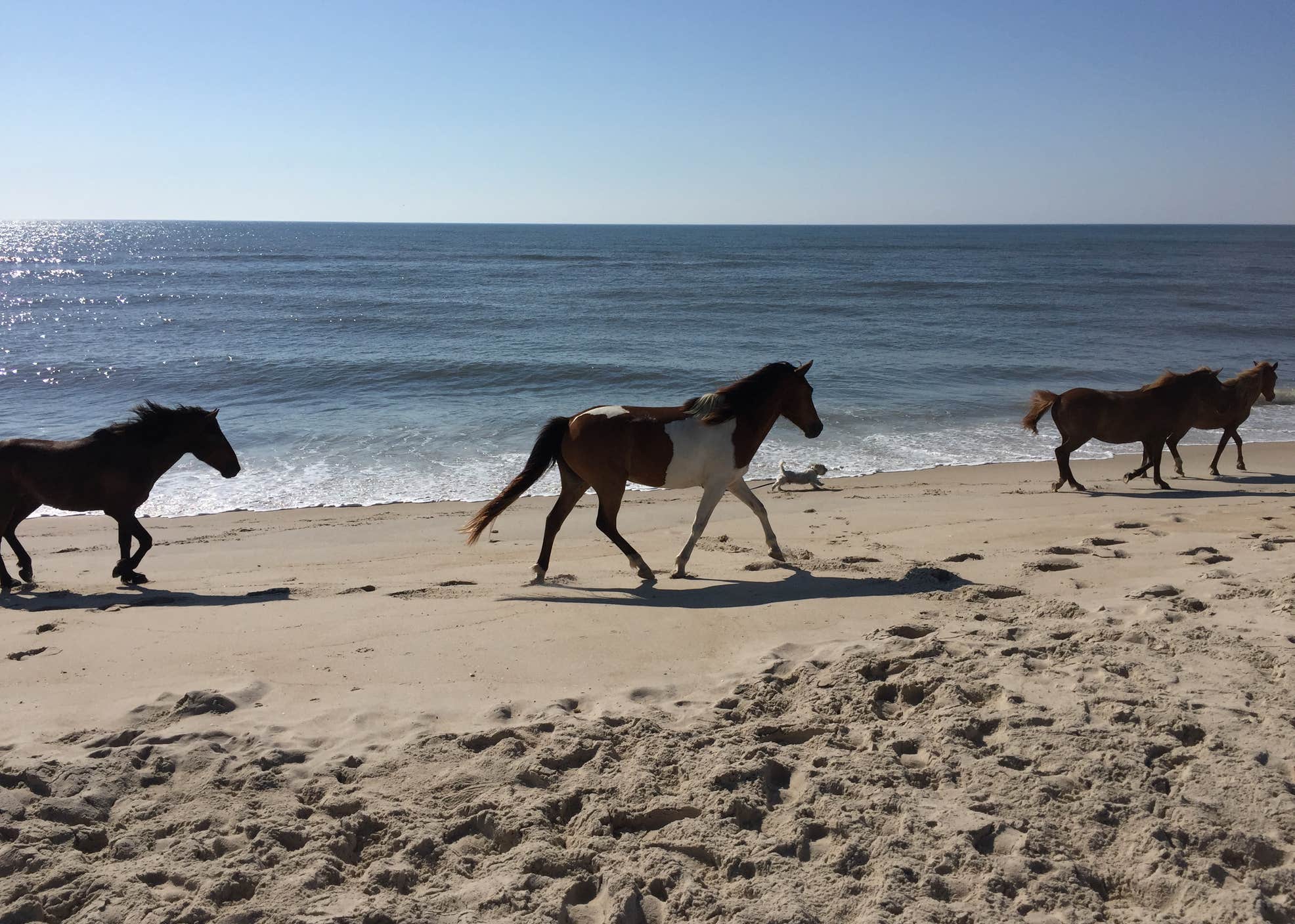 Assateague State Park Camping | The Dyrt