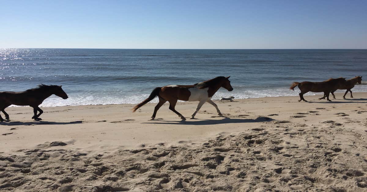 Assateague Island, MD - Beachfront & Bayside Camping