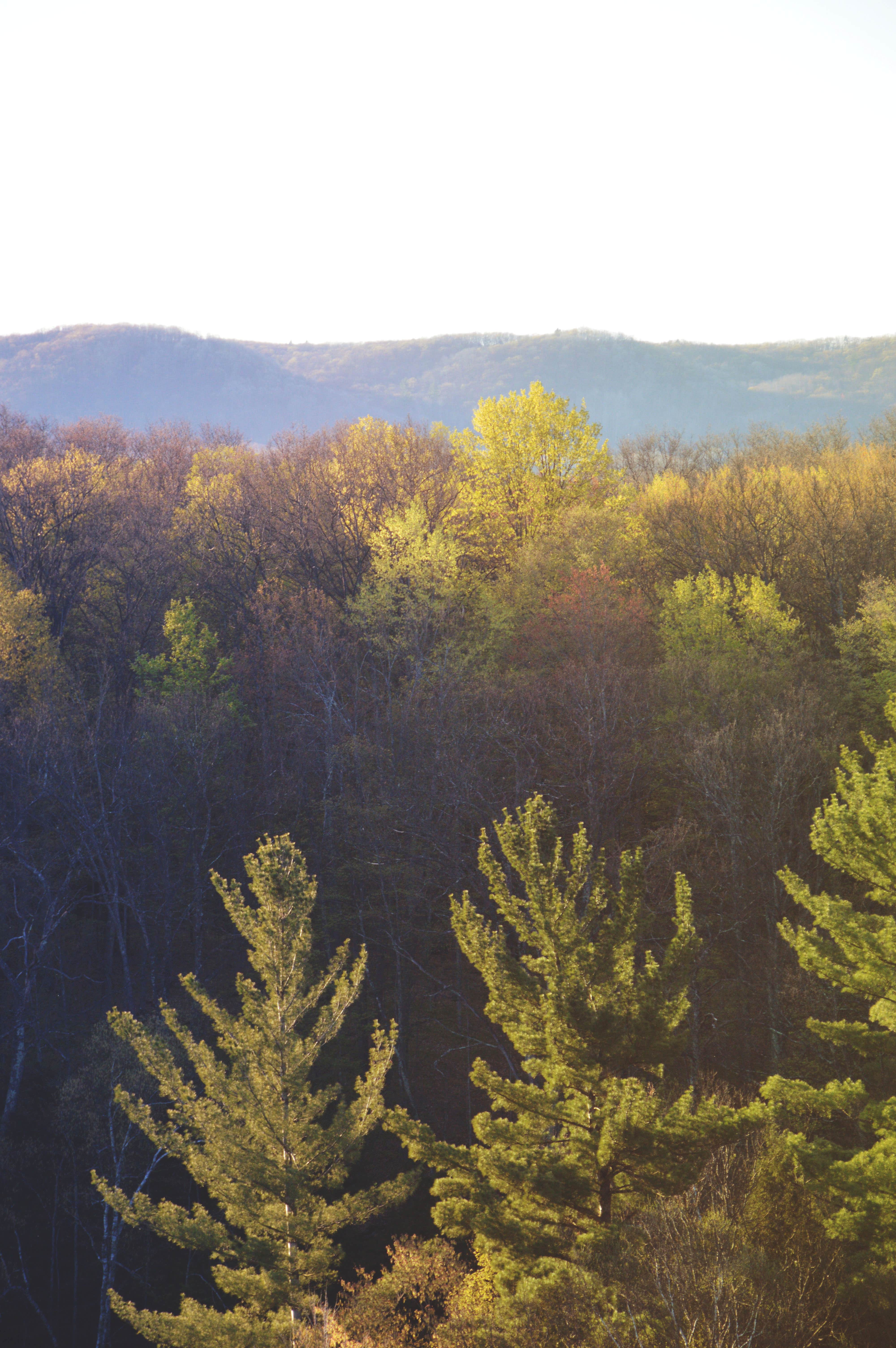 Huron-Manistee National Forest Camping | Brethren, Michigan