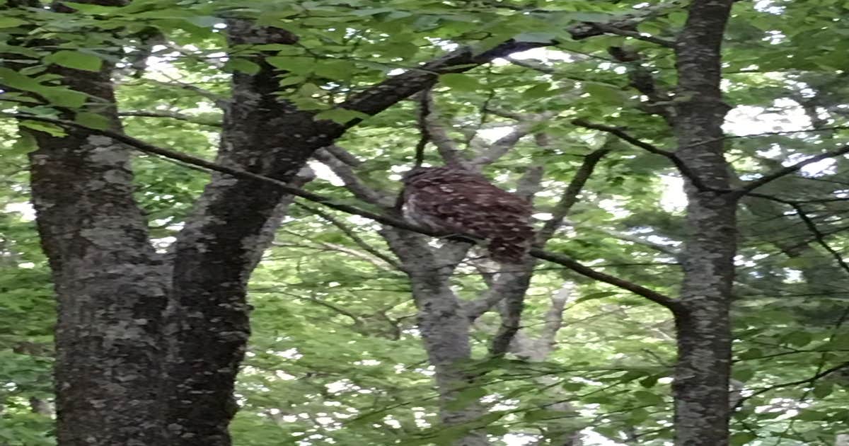 Lewis Mountain Campground — Shenandoah National Park Camping ...