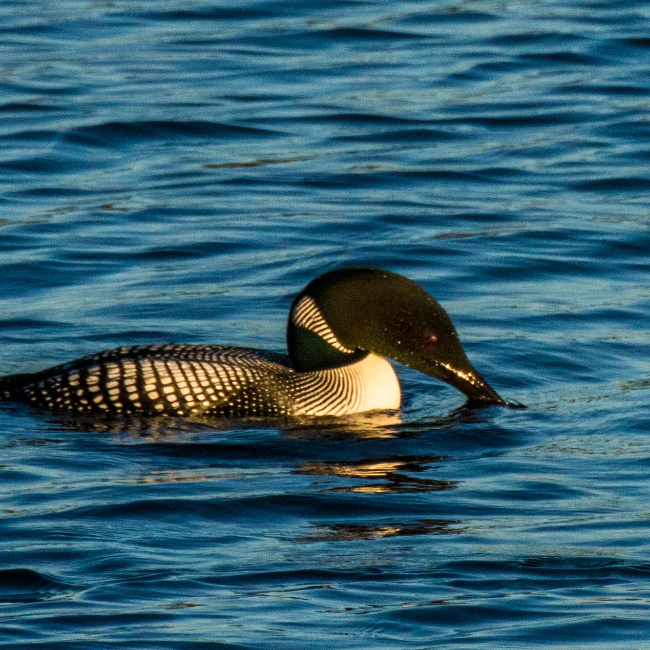 Ash River — Kabetogama State Forest Camping | Voyageurs National Park ...