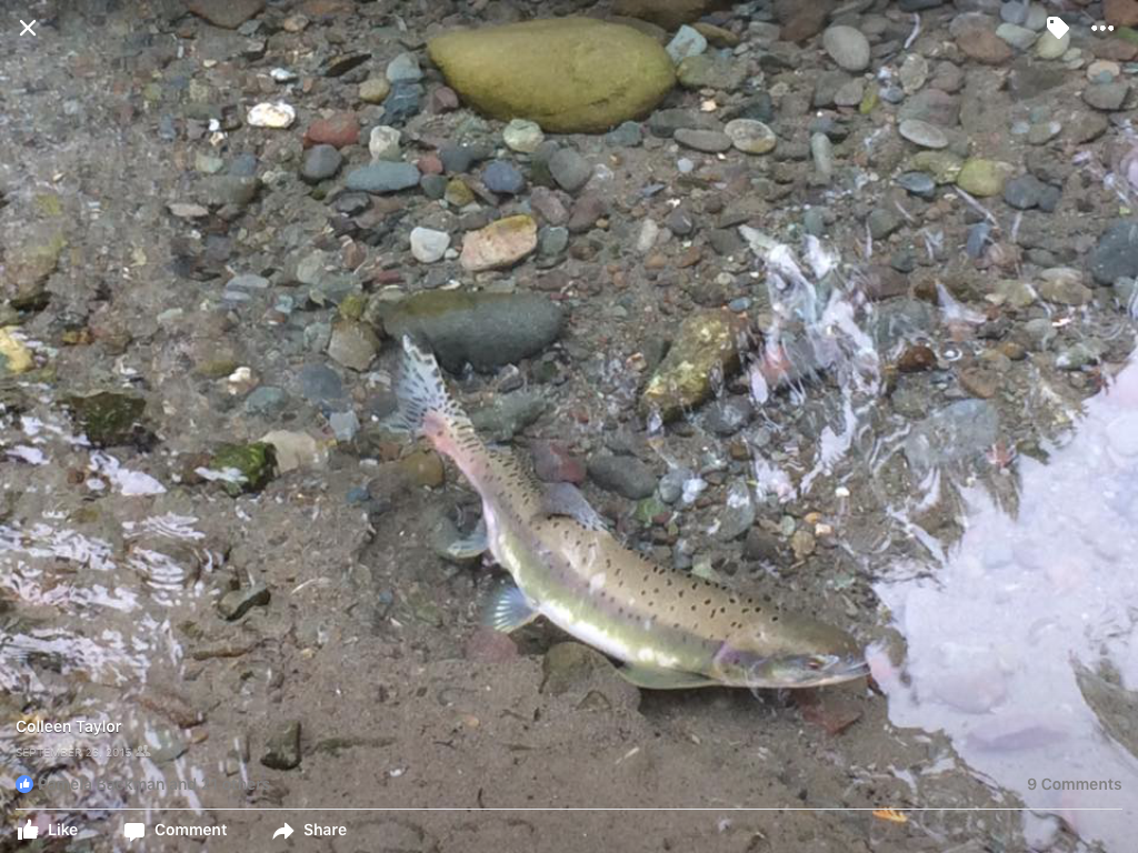 Dosewallips State Park Campground | Brinnon, Washington