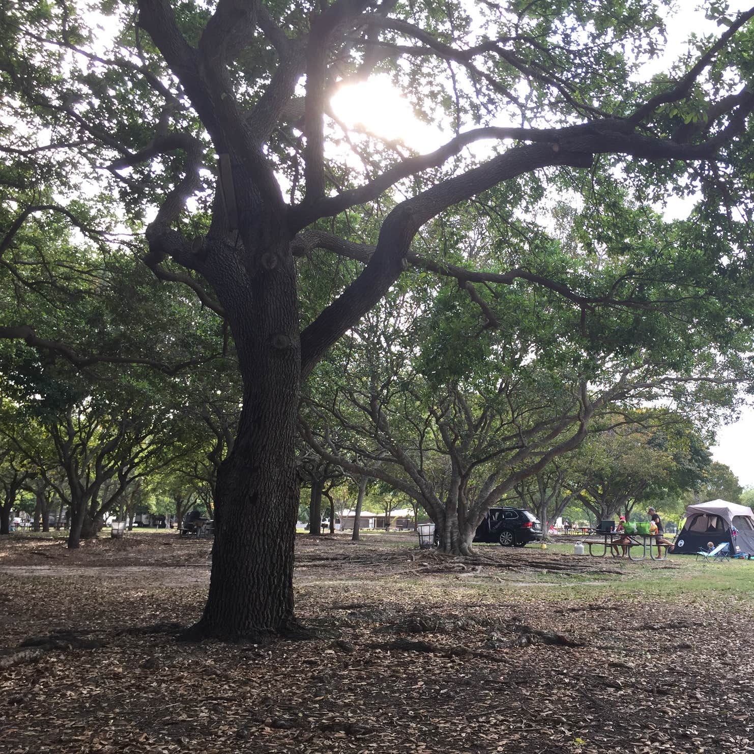 Larry & Penny Thompson Park Camping | Miami, FL | The Dyrt