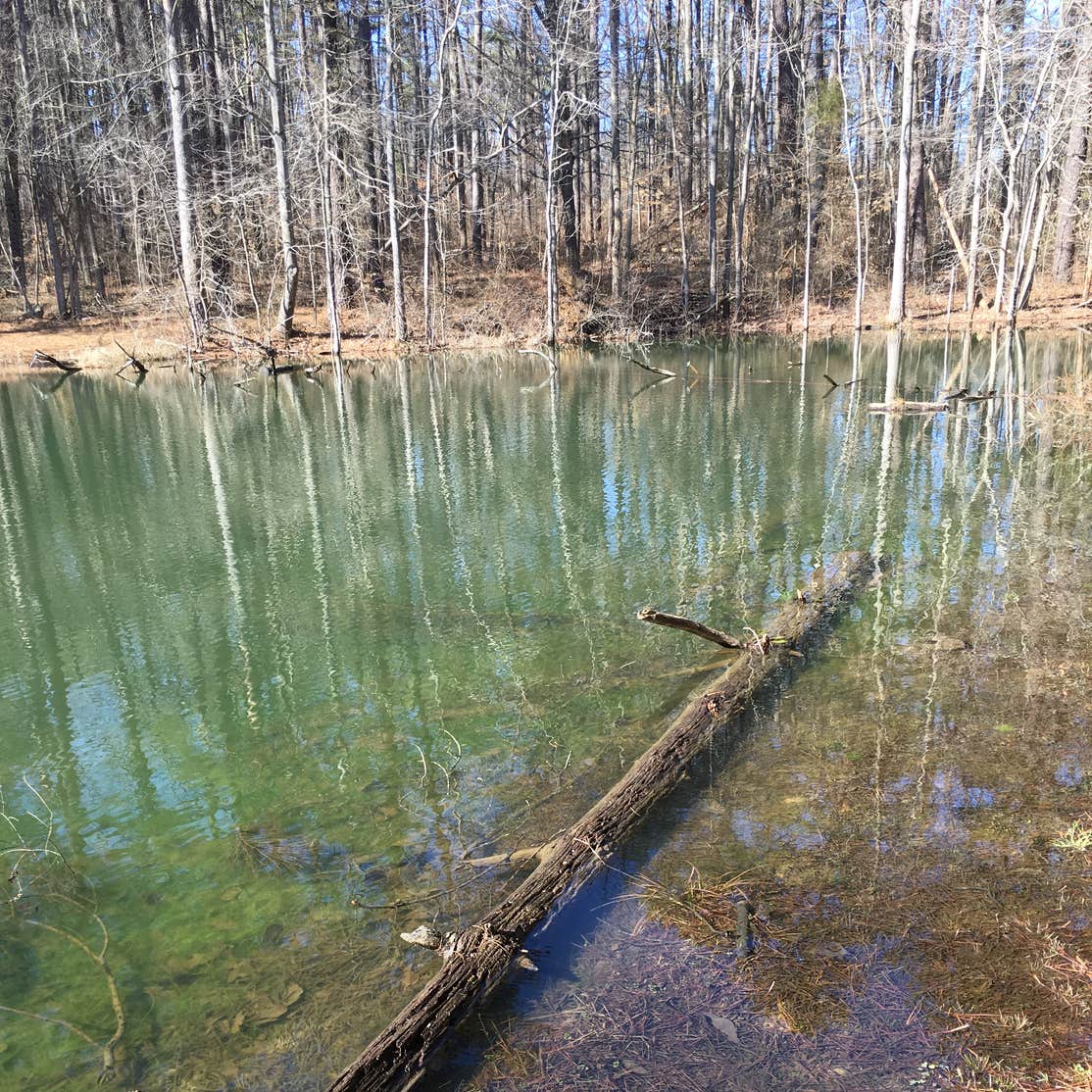 Martin State Forest Camping | The Dyrt