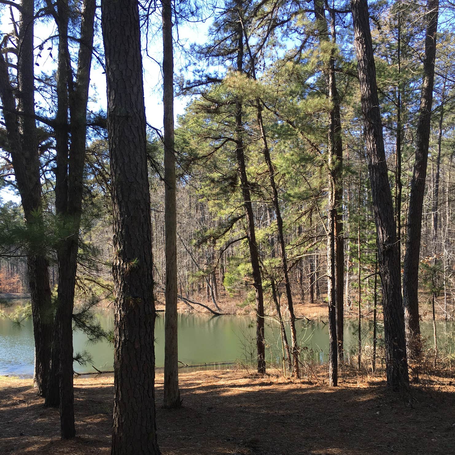 Martin State Forest Camping | Shoals, Indiana