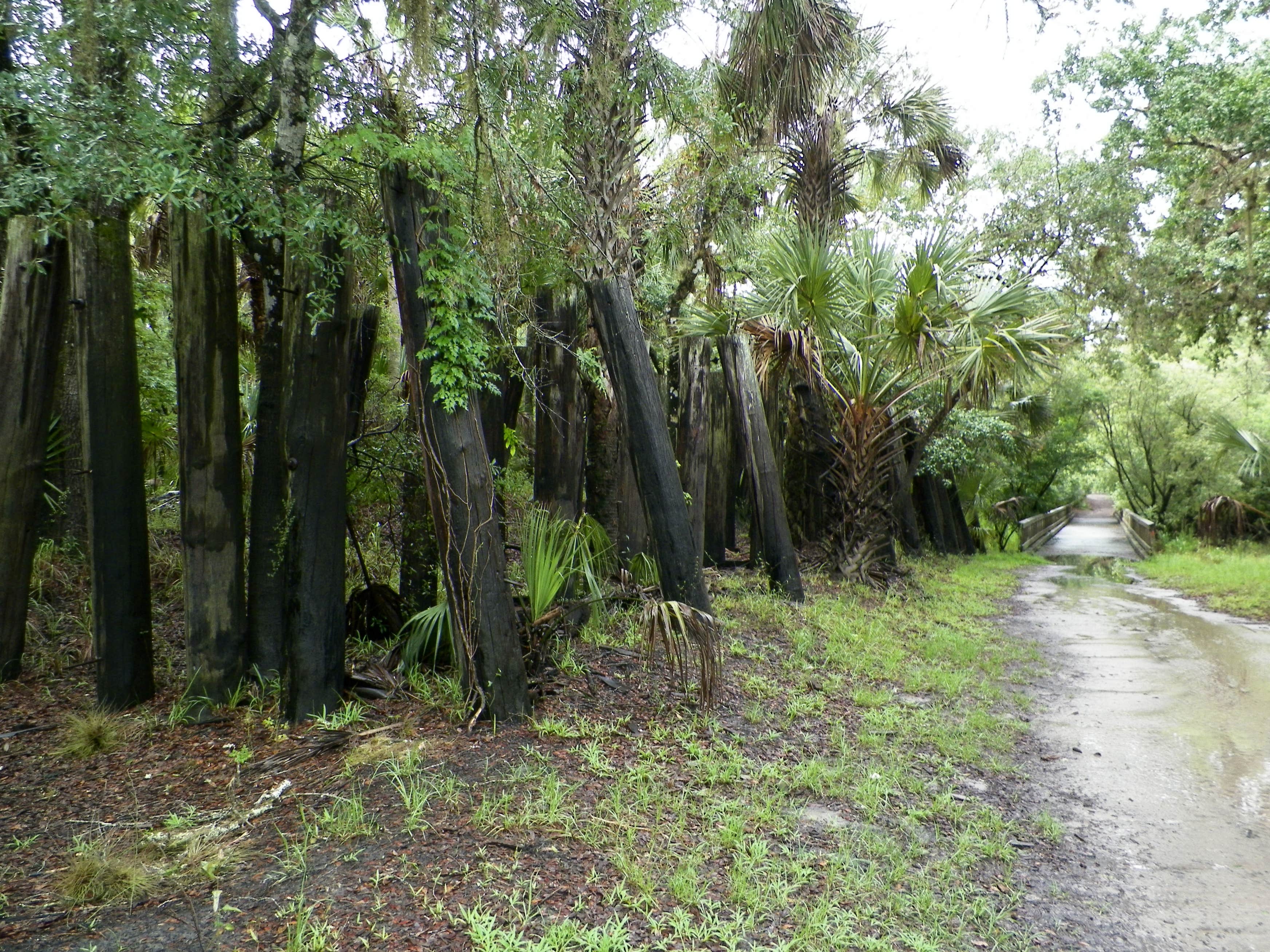 Little Big Econ State Forest Primitive Camping - East Camp Zone Camping ...