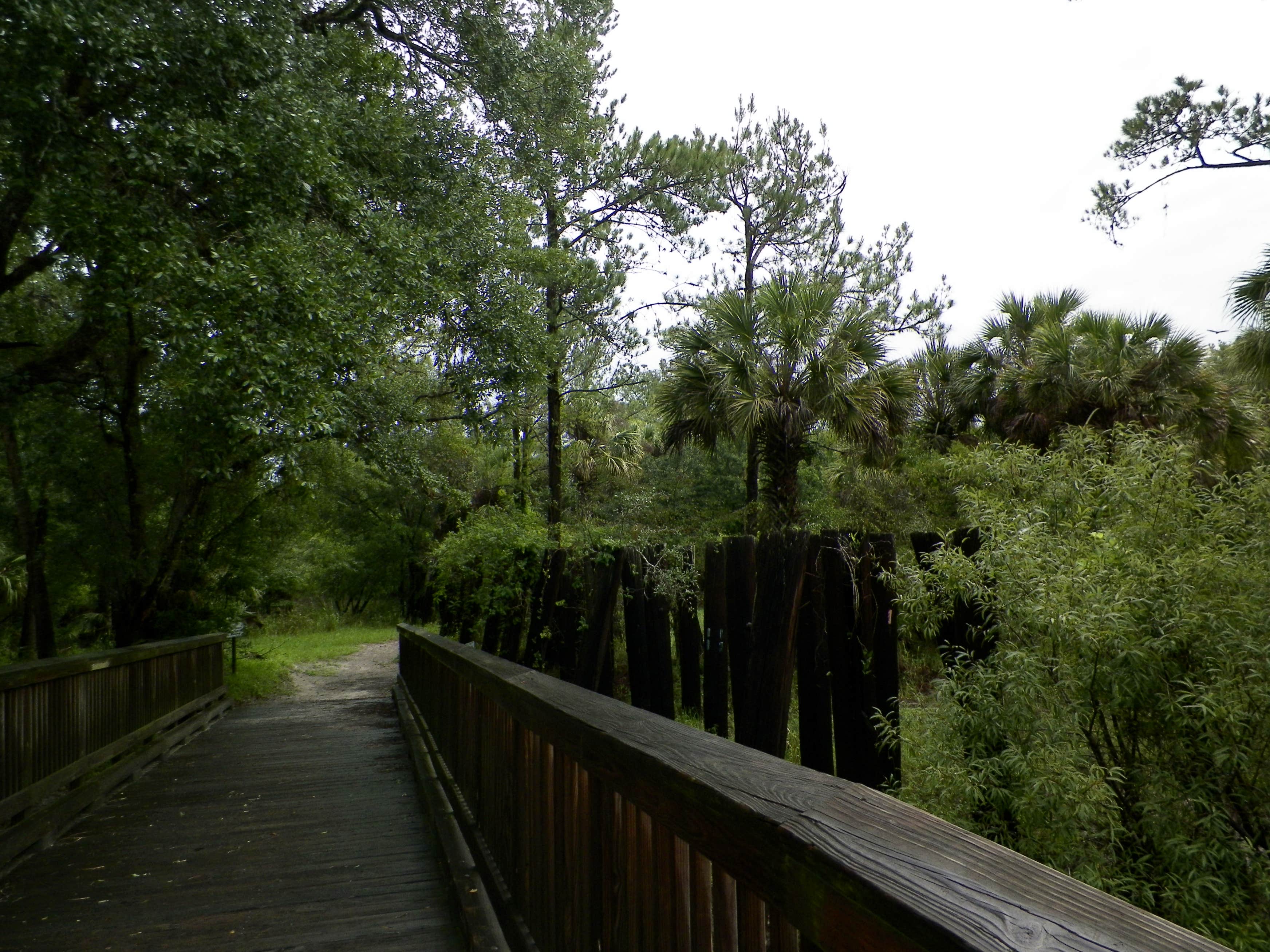 Little Big Econ State Forest Primitive Camping - East Camp Zone Camping ...