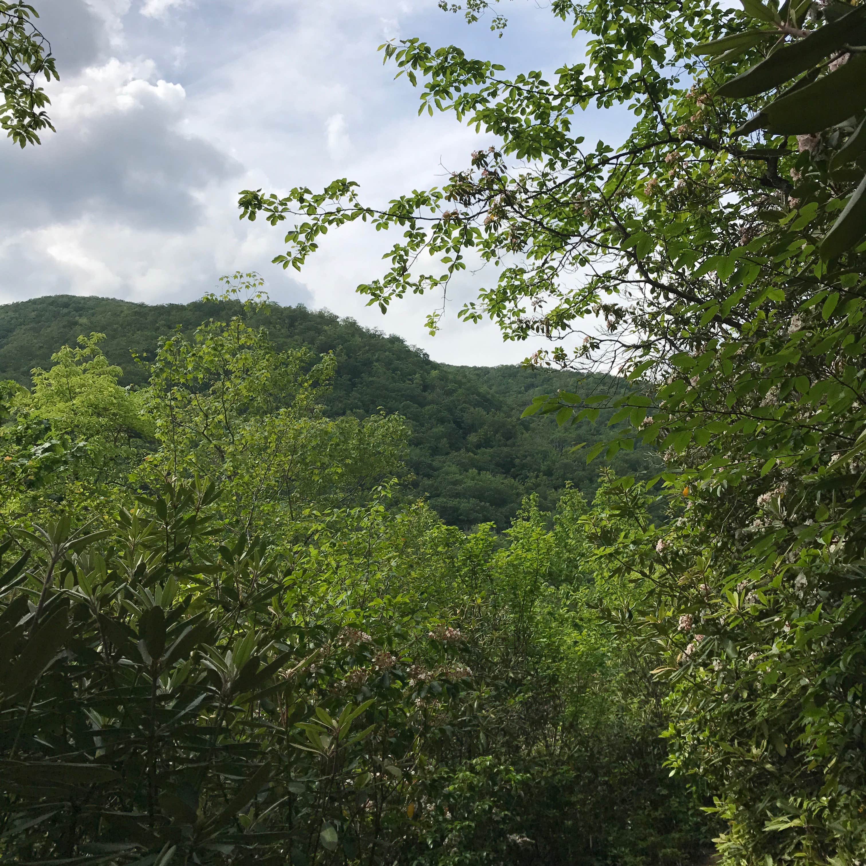 Black Mountain Campground Camping | The Dyrt