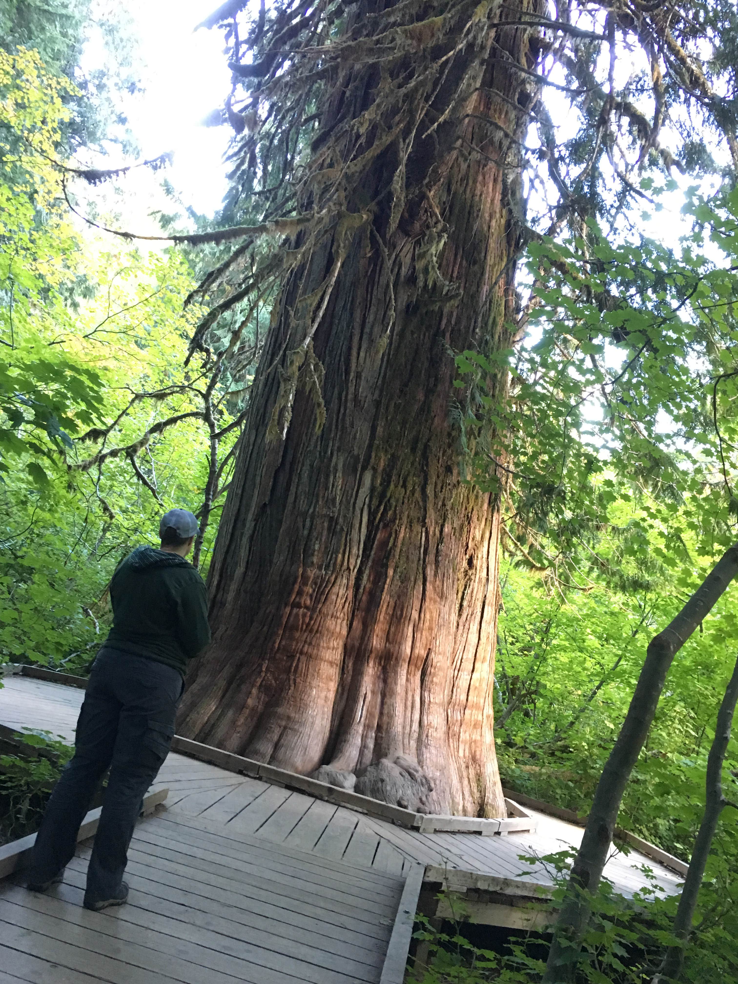 Cougar Rock Campground — Mount Rainier National Park | Longmire, Washington