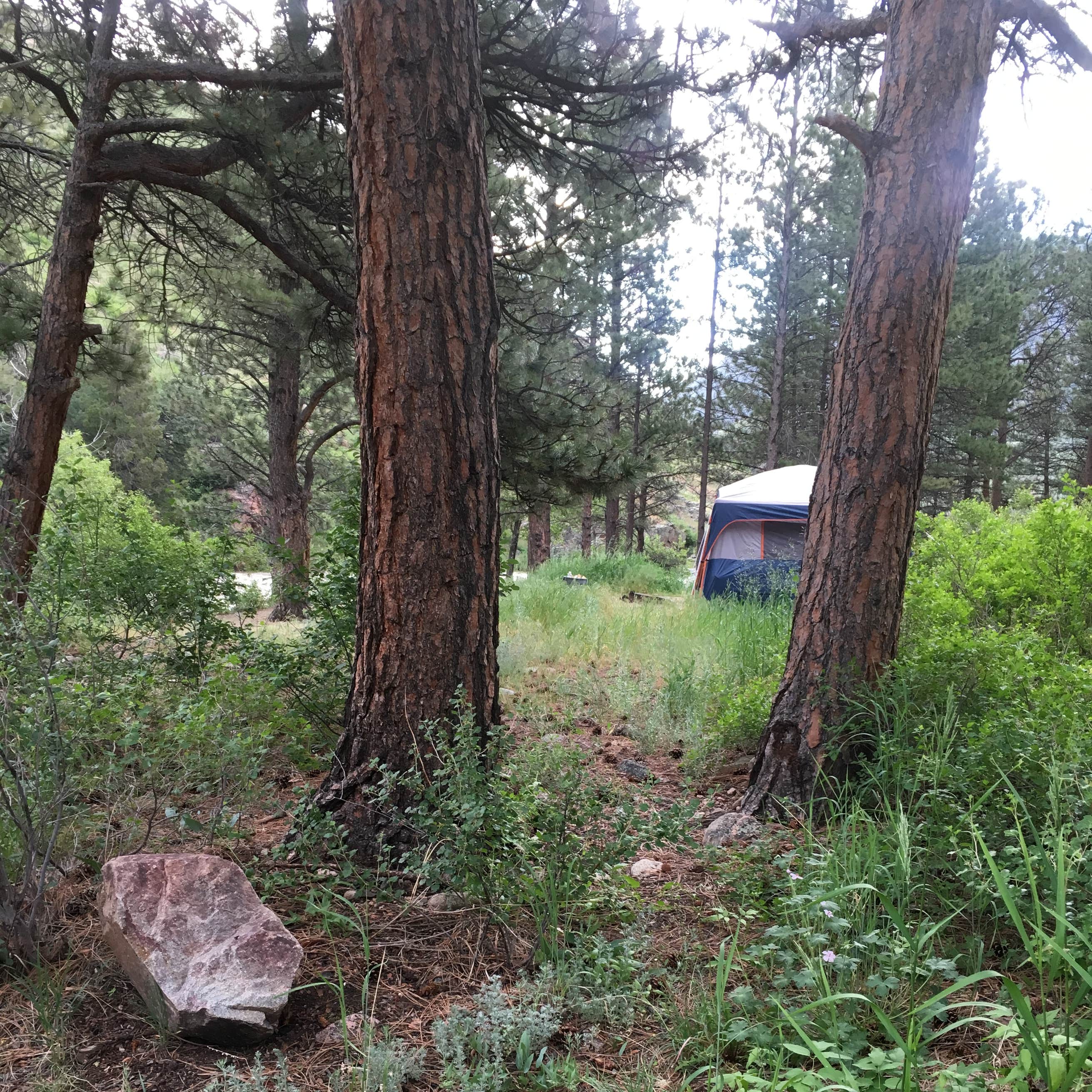 Stove Prairie Camping | The Dyrt