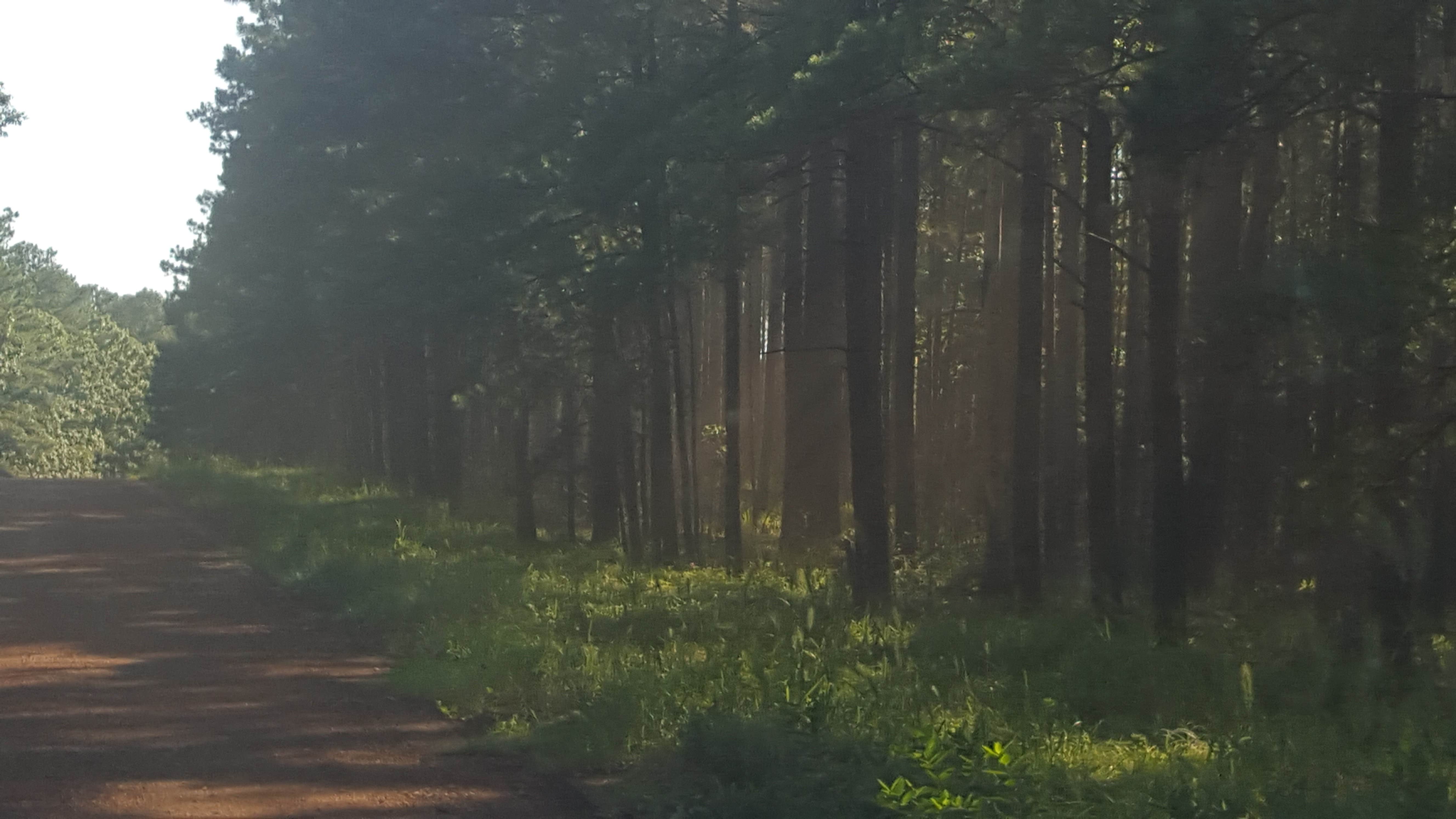 Kisatchie Bayou Complex Camping | Gorum, Louisiana