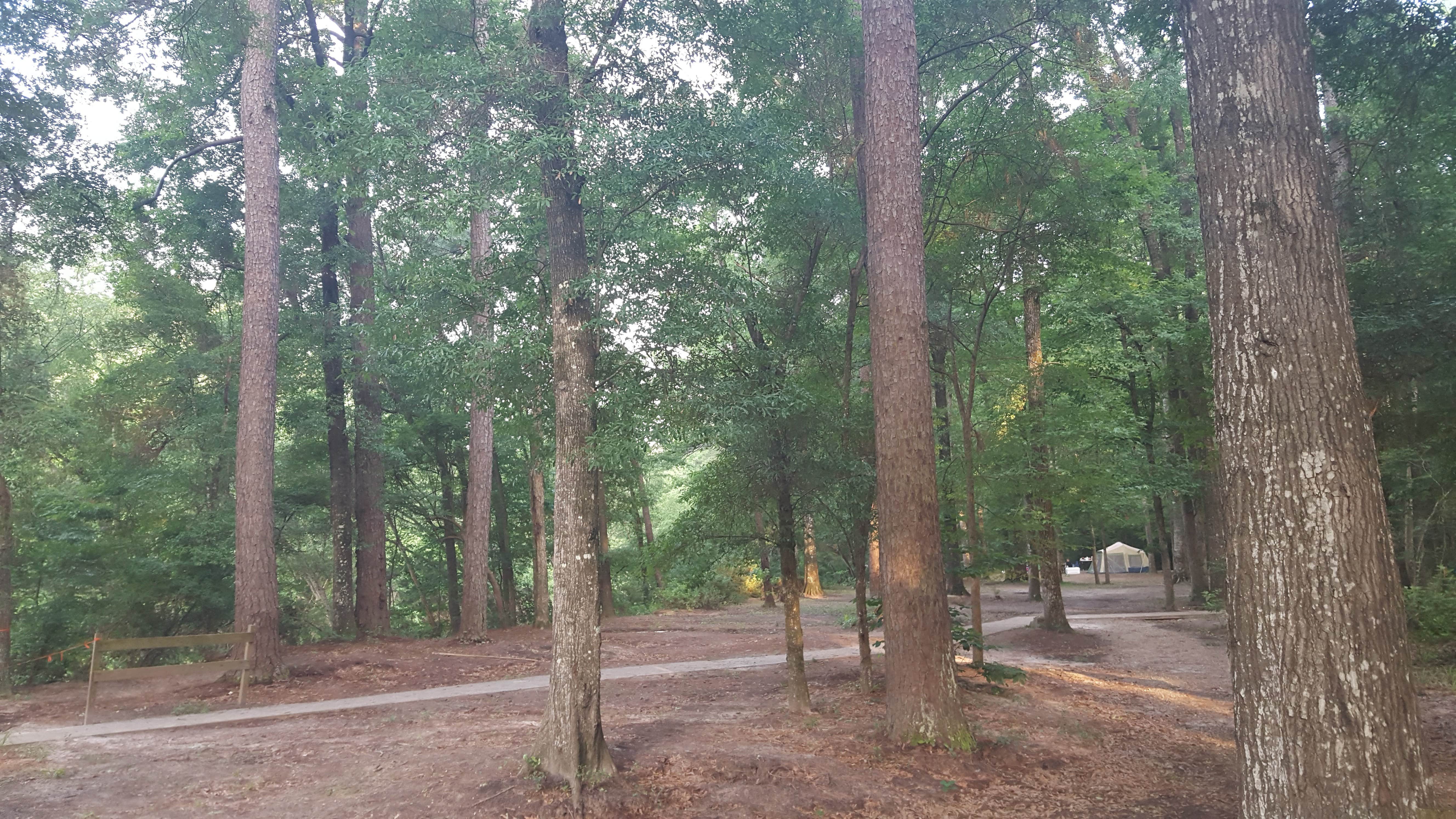 Kisatchie Bayou Complex Camping | Provencal, LA