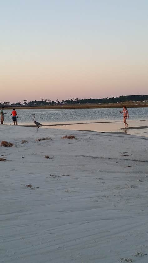Dauphin Island Campground Camping | The Dyrt