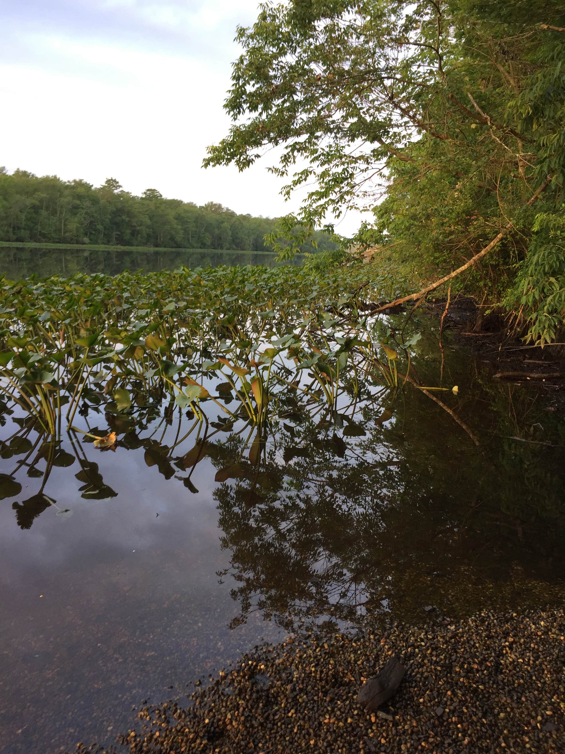 Pocomoke River State Park | The Dyrt