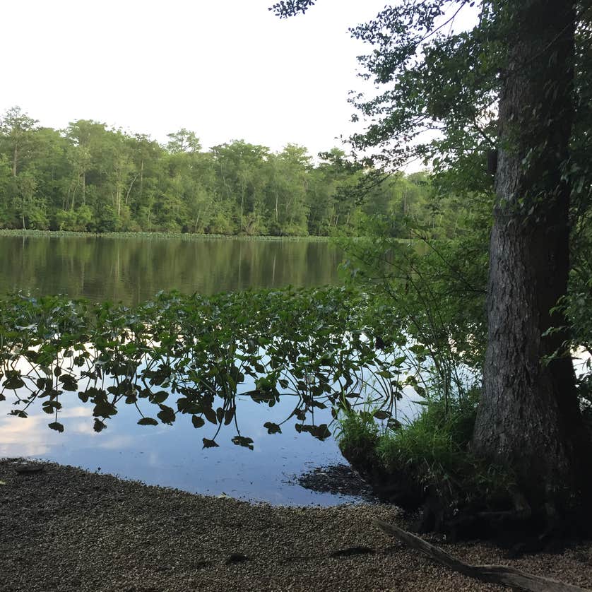 Pocomoke River State Park Camping | The Dyrt