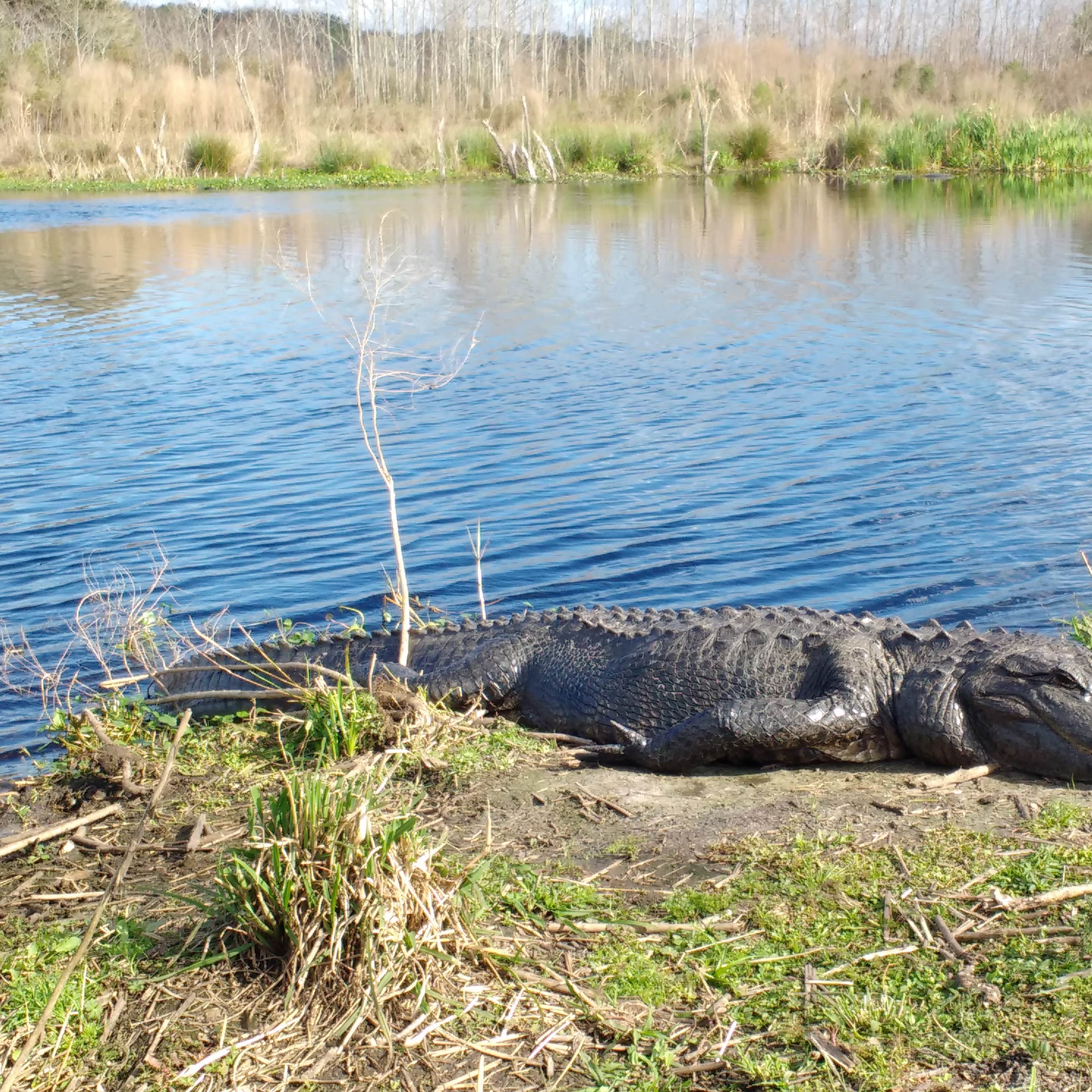 Paynes Prairie Preserve State Park Camping | The Dyrt
