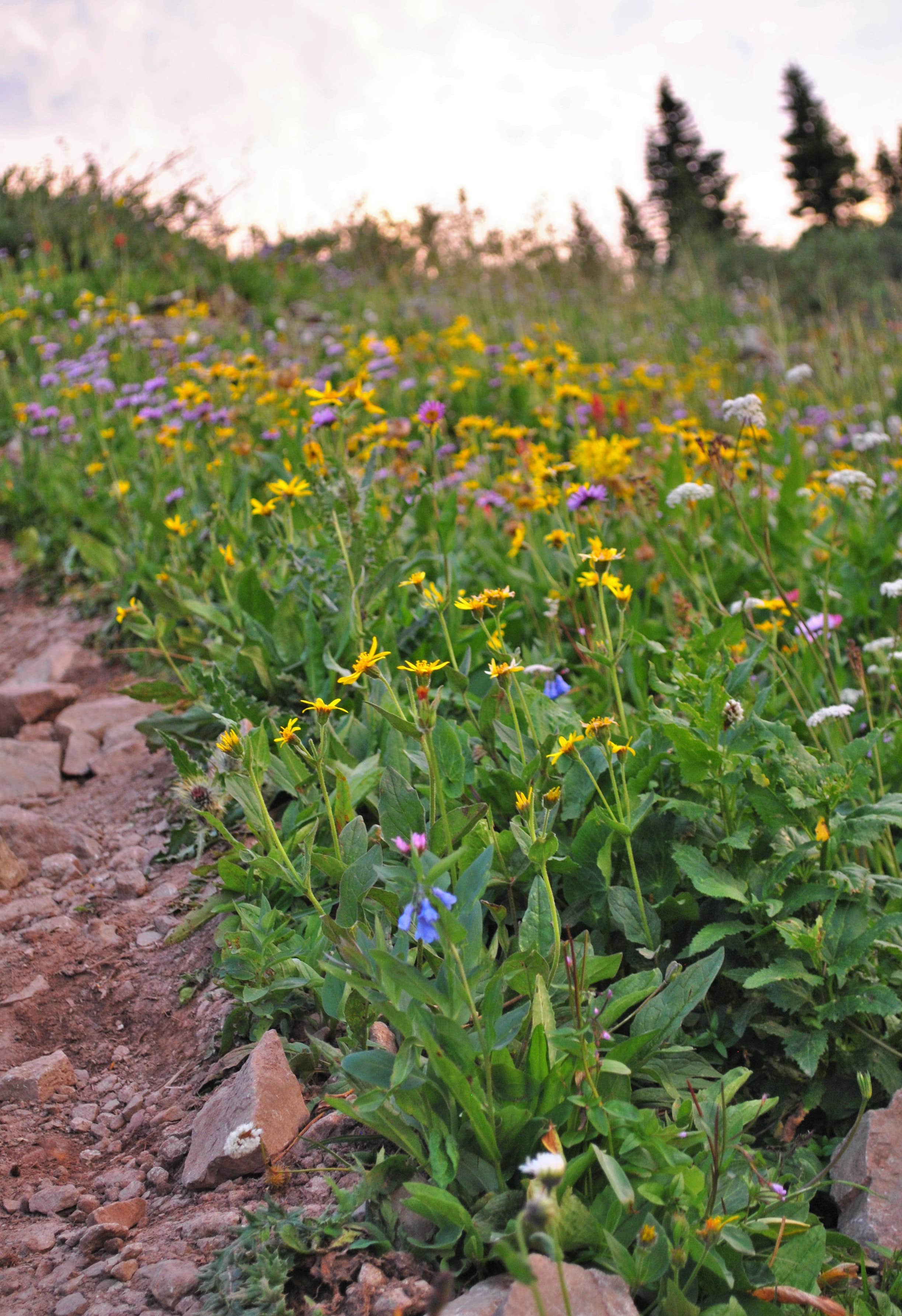 Conundrum Hot Springs Dispersed Campgrounds | Crested Butte, CO