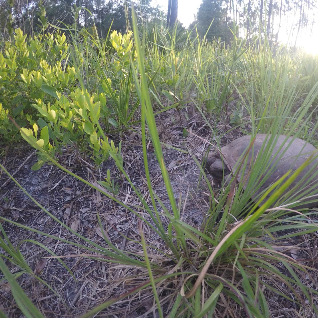 Oak Ridge Primitive Campground | Thonotosassa, Florida