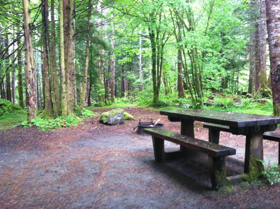 Coho Campground | Quinault, Washington