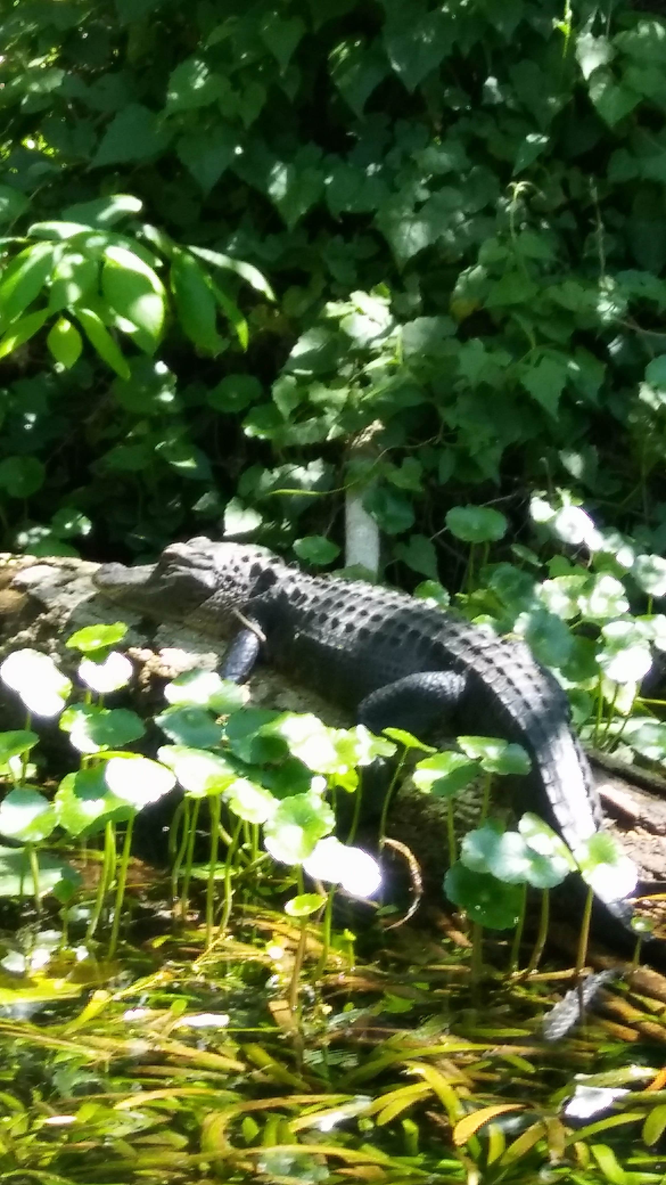 Rodman Campground | Palatka, FL