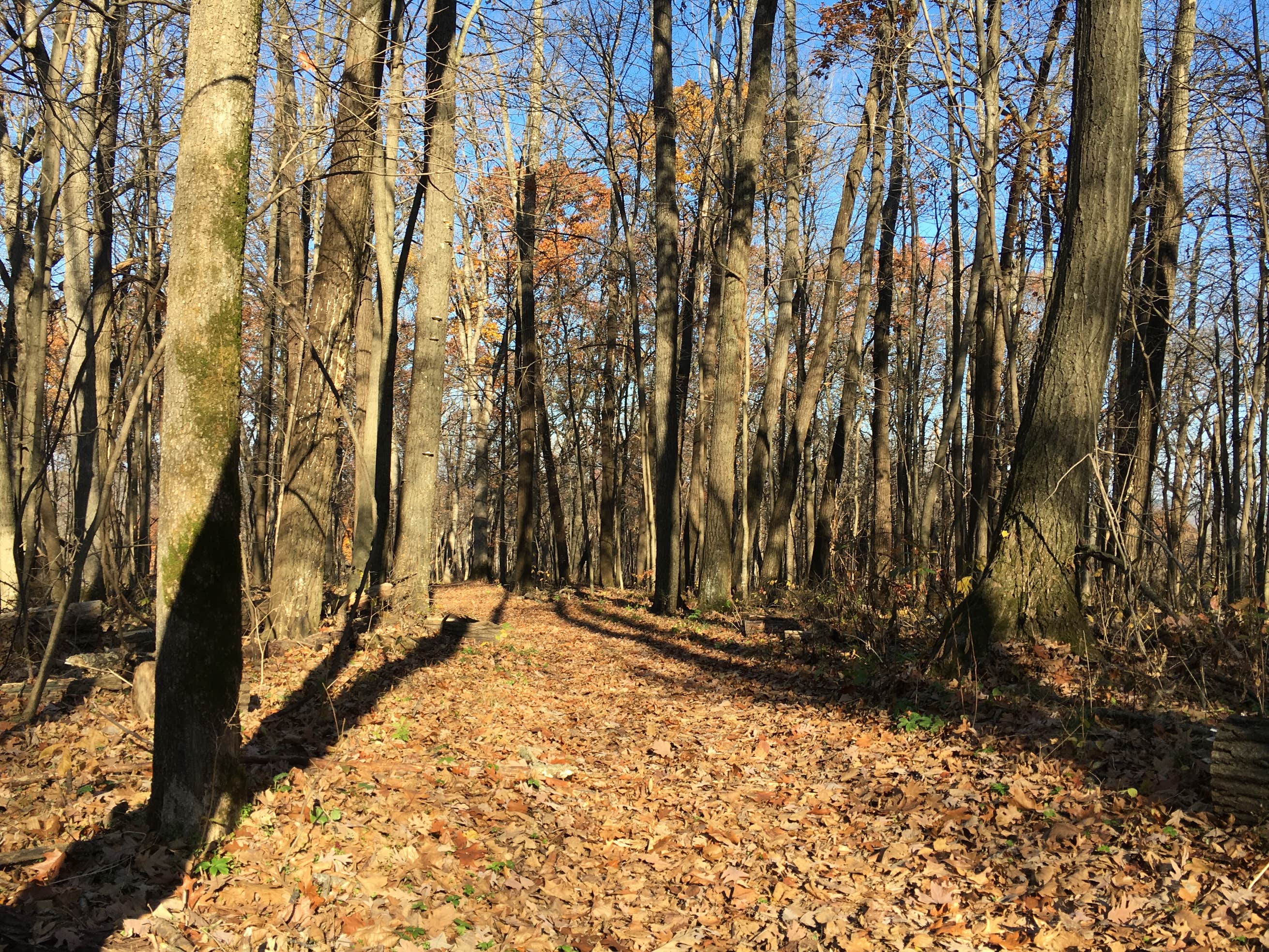 Yellow River State Forest | The Dyrt