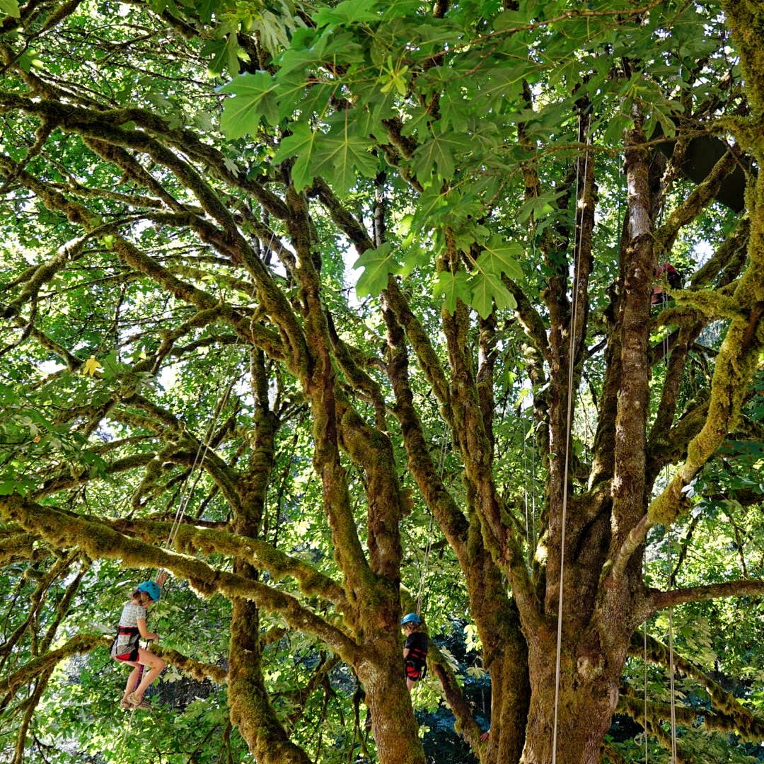 Tolt MacDonald Park, WA Camping | The Dyrt