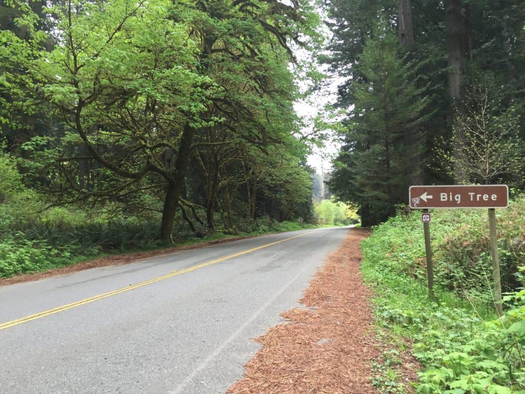 Flint Ridge Backcountry Site - Redwood National and State Park Camping ...