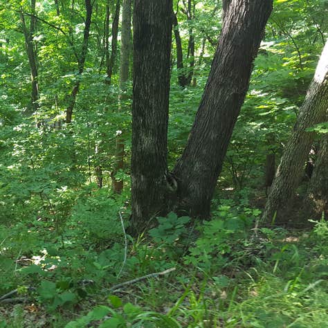 Weston Bend State Park Camping | The Dyrt