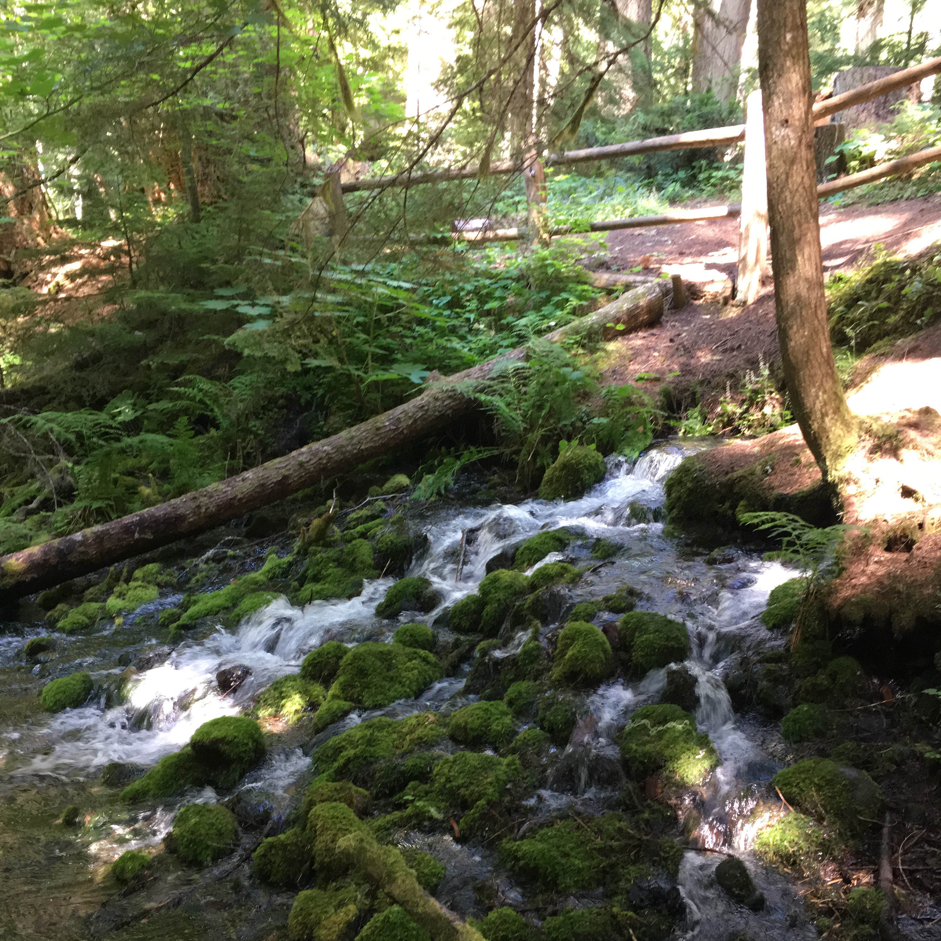 Silver Springs Campground Camping | Enumclaw, WA | The Dyrt